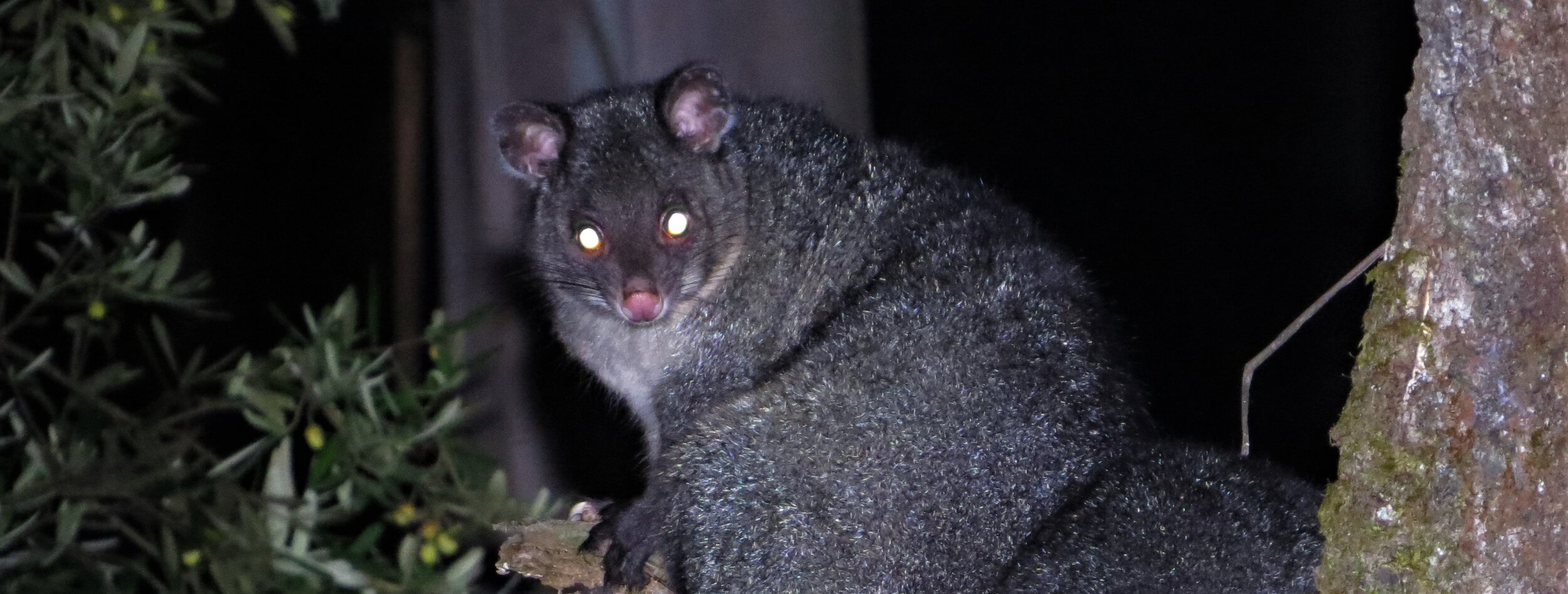 Mammals — Birding Victoria