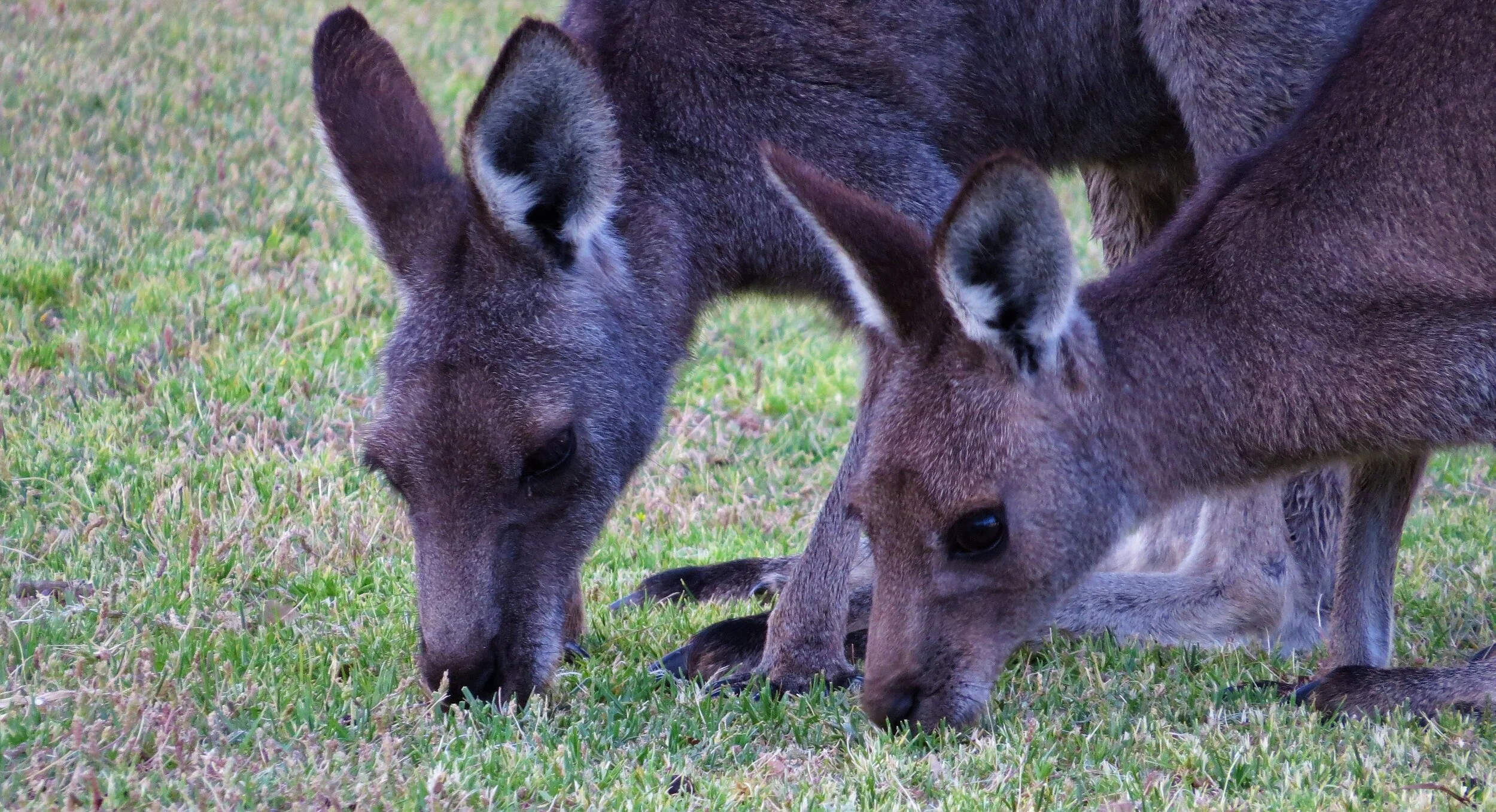 Mammals — Birding Victoria