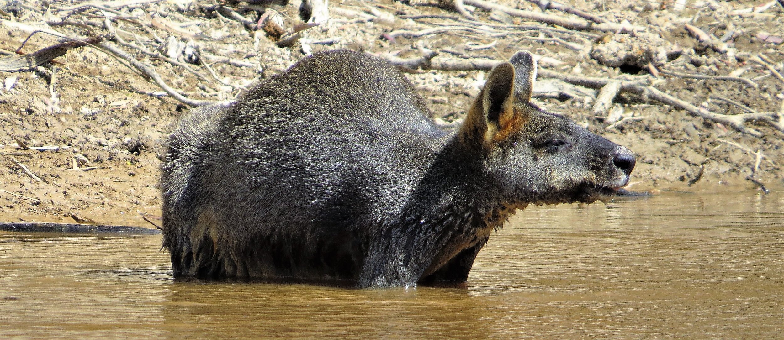 Mammals — Birding Victoria