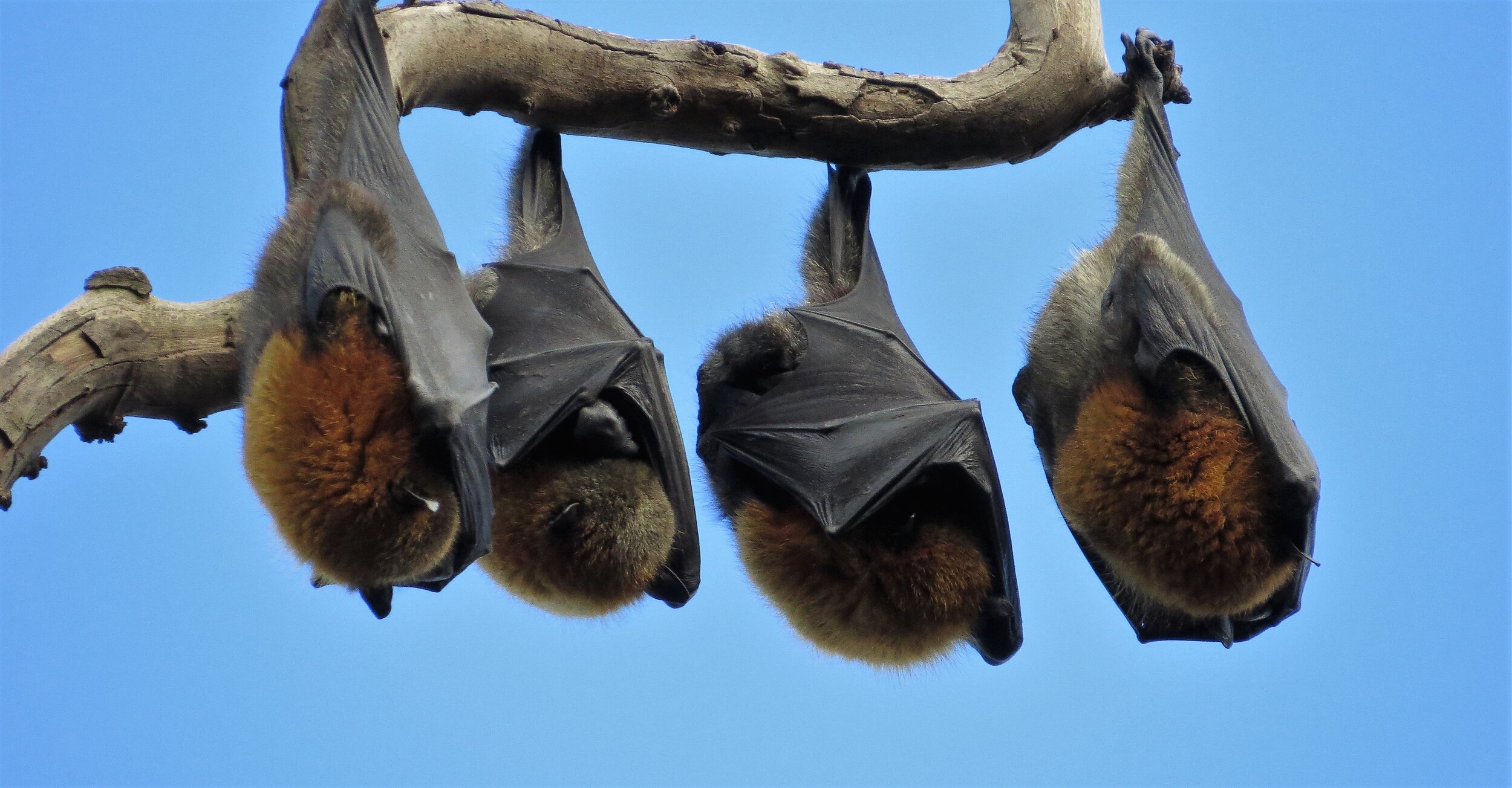 Mammals — Birding Victoria