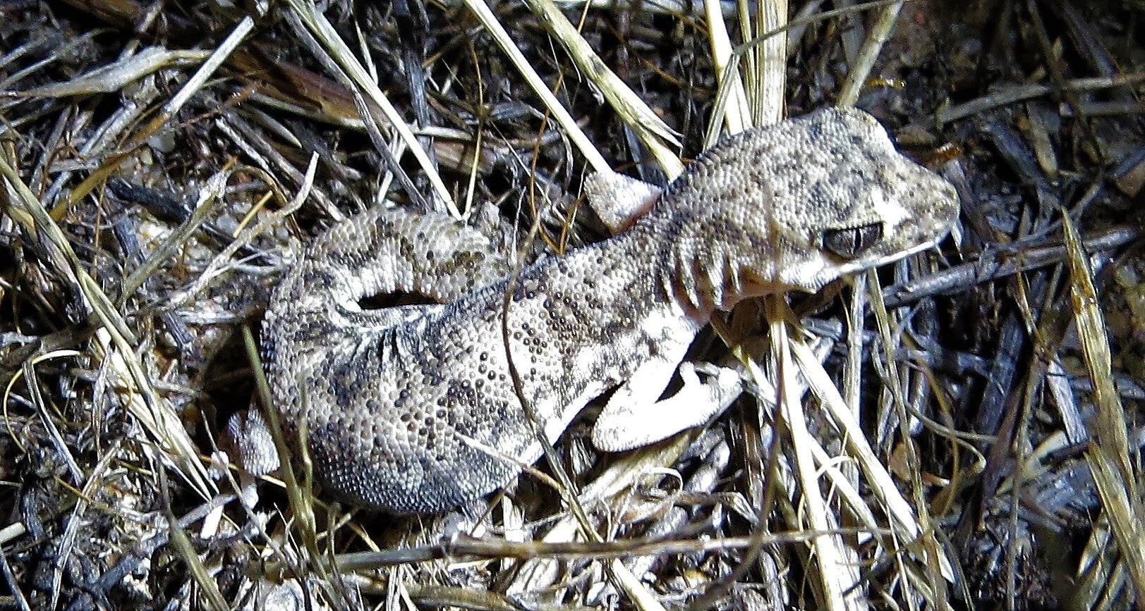 Reptiles and amphibians — Birding Victoria