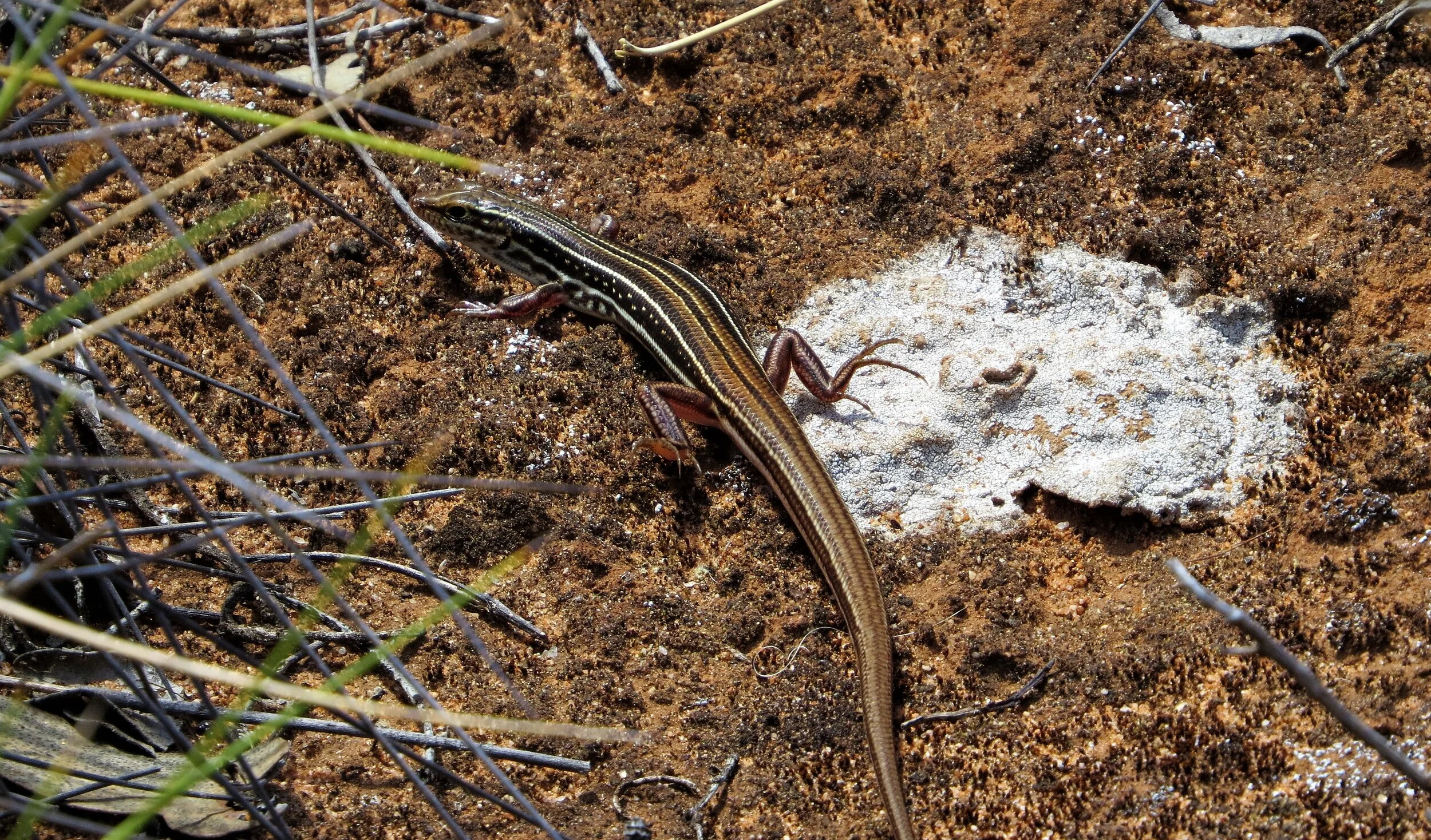 Reptiles and amphibians — Birding Victoria