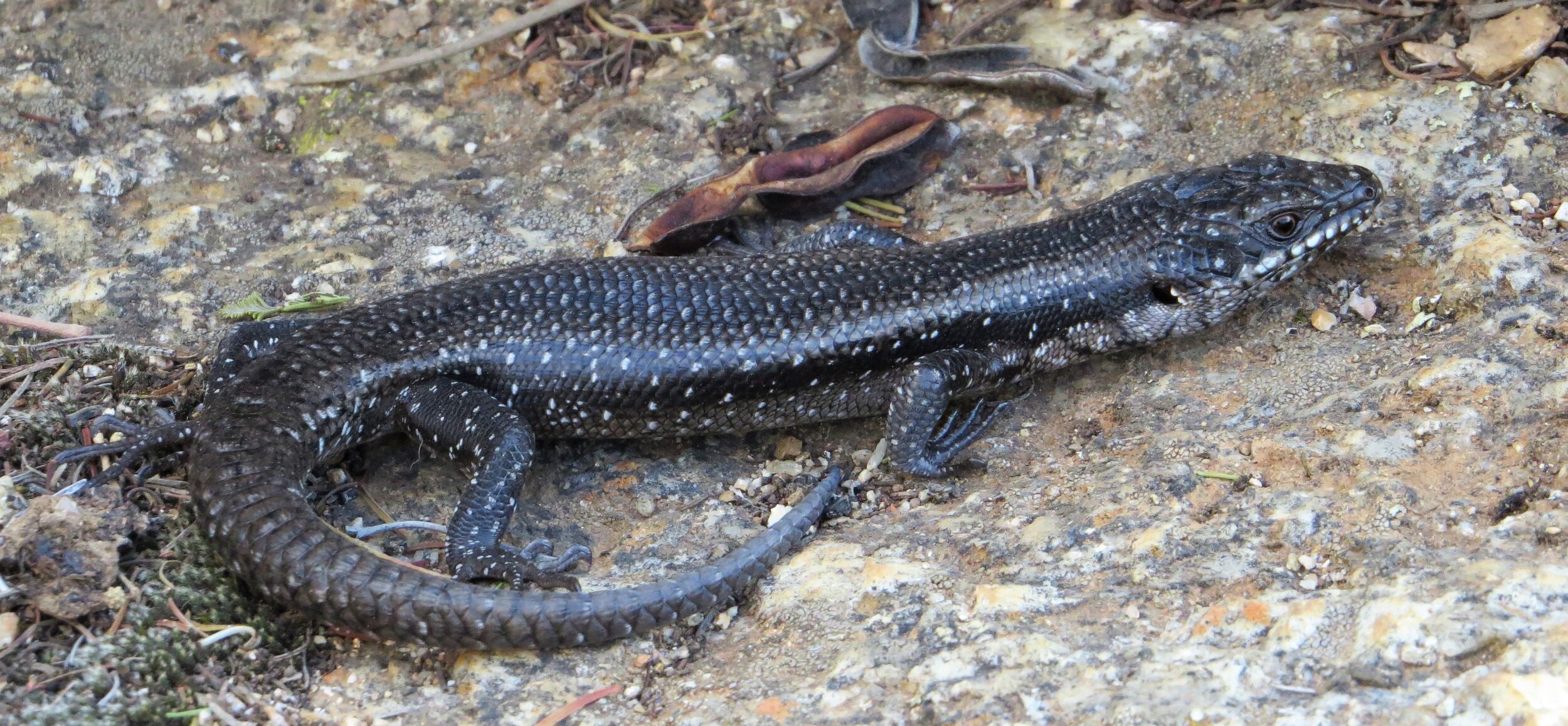 Reptiles and amphibians — Birding Victoria