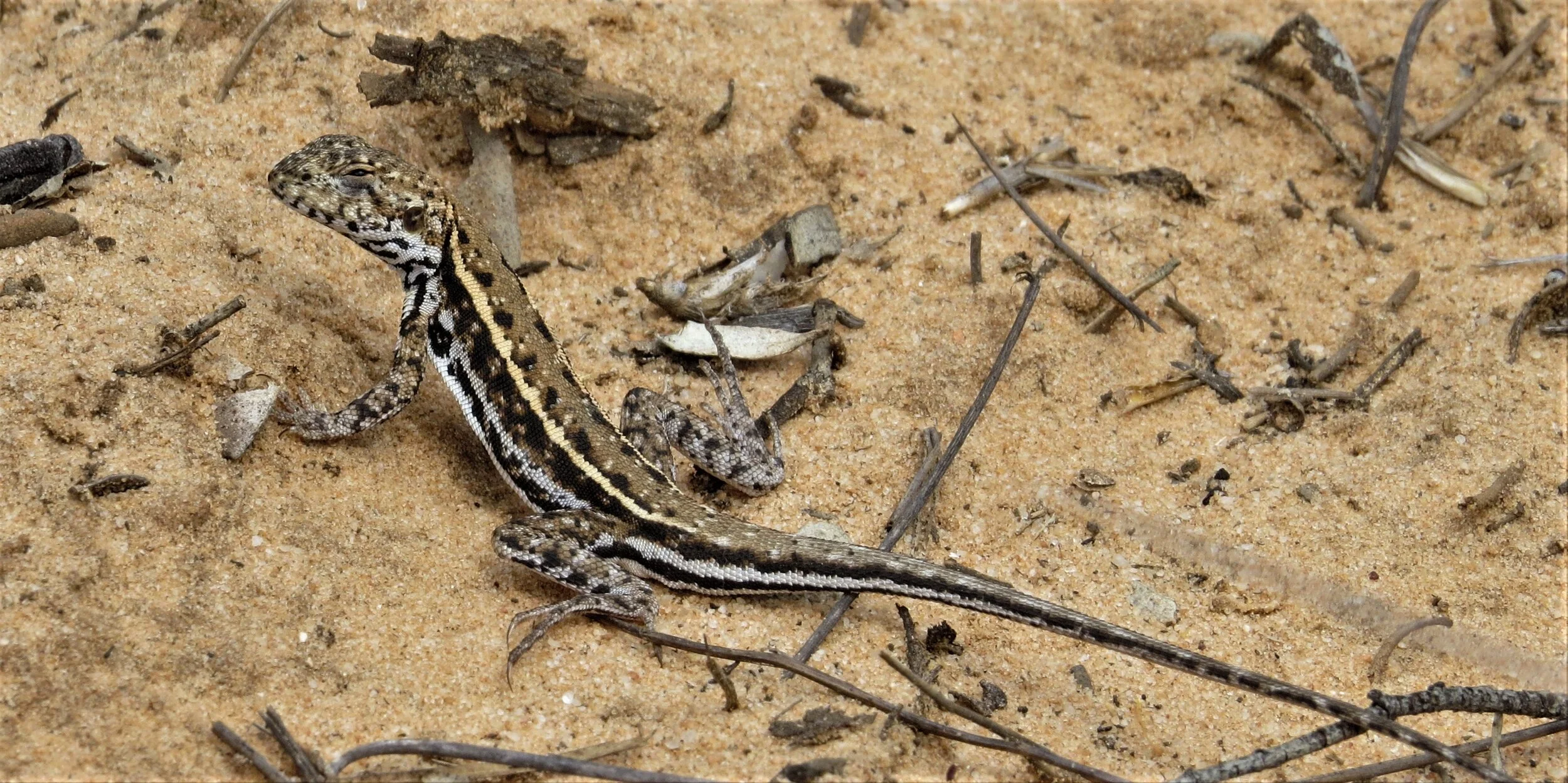 Reptiles and amphibians — Birding Victoria