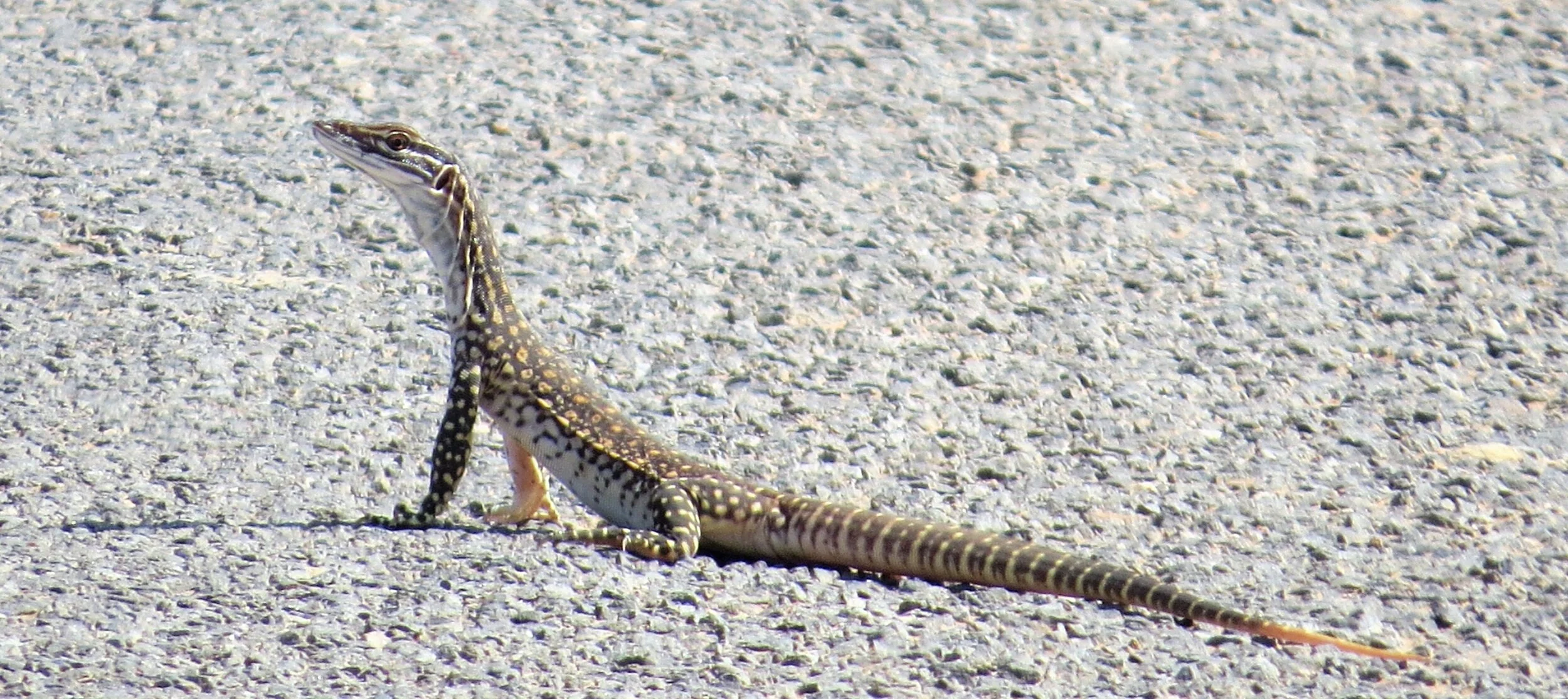 Reptiles and amphibians — Birding Victoria