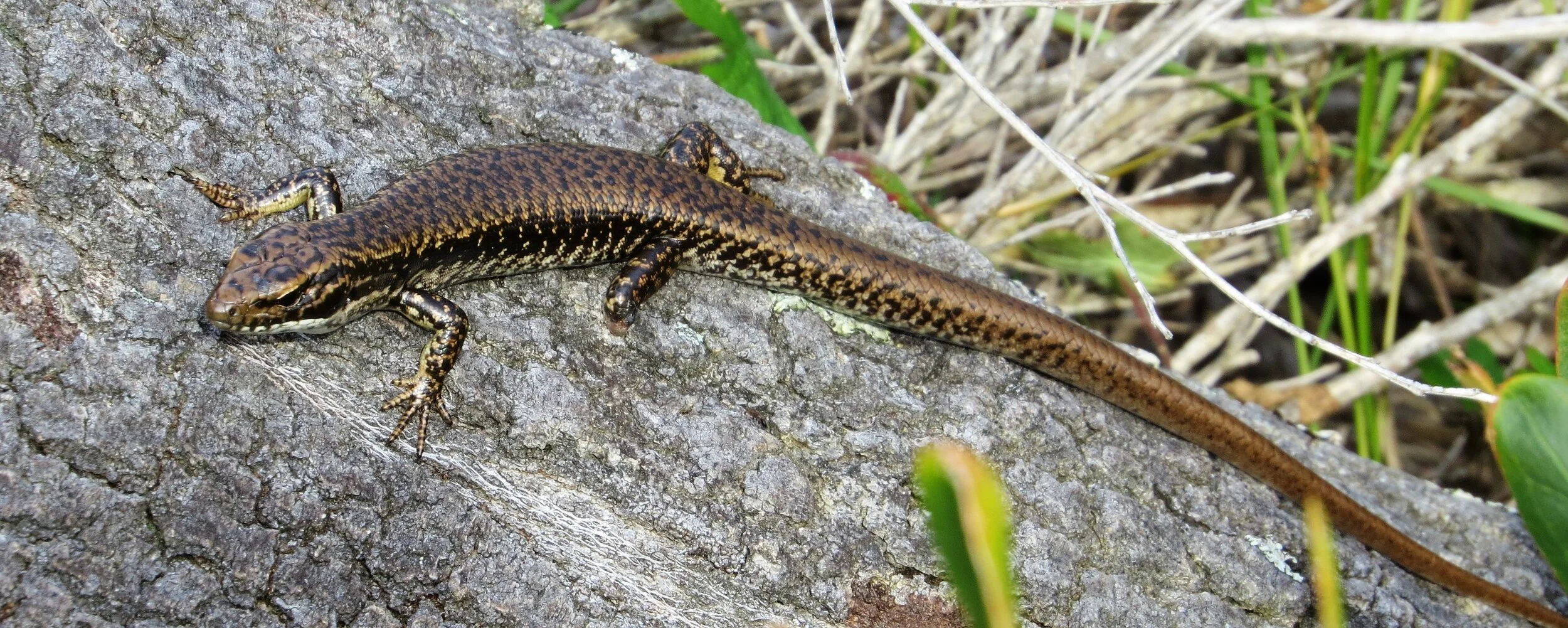 Reptiles and amphibians — Birding Victoria