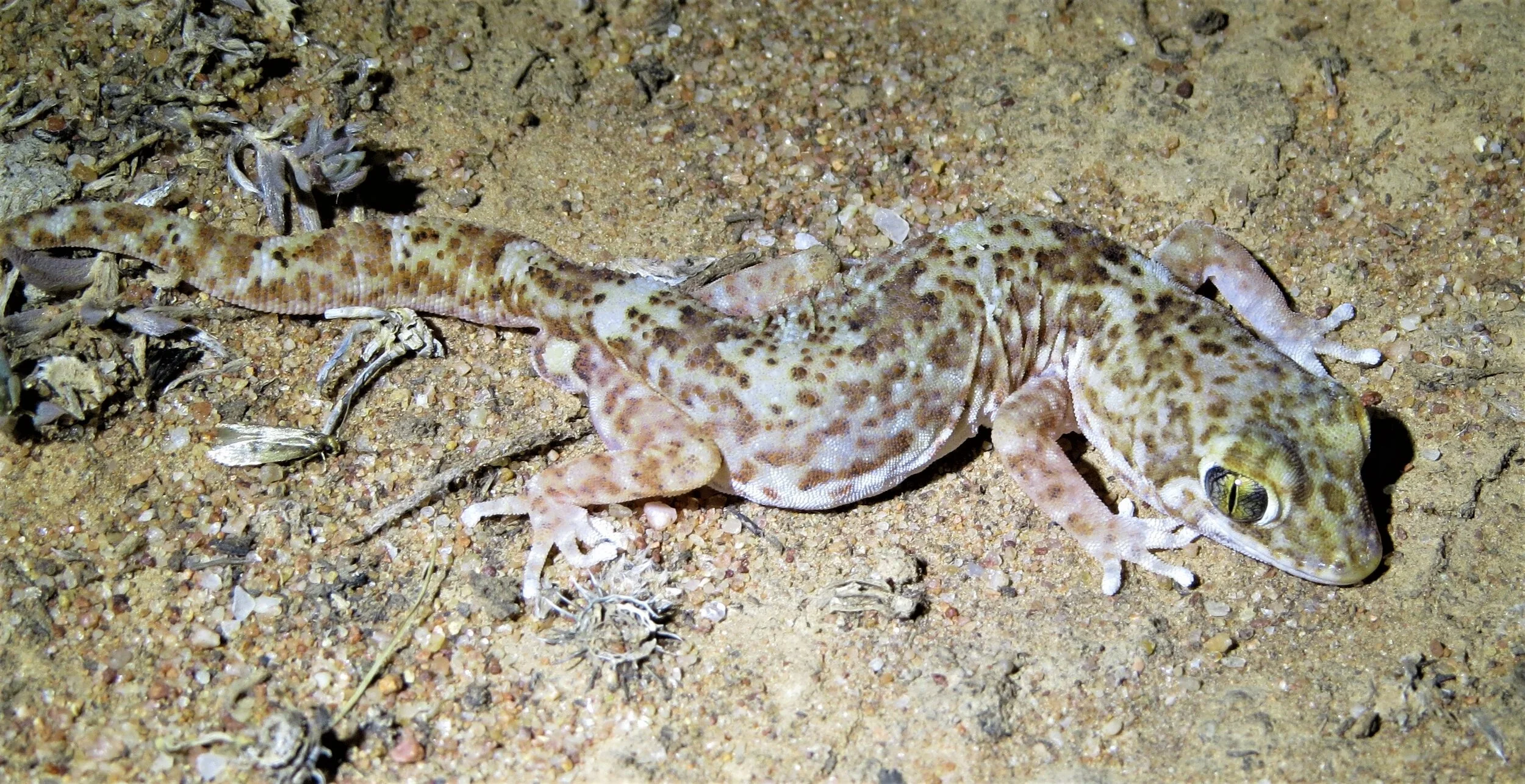 Reptiles and amphibians — Birding Victoria