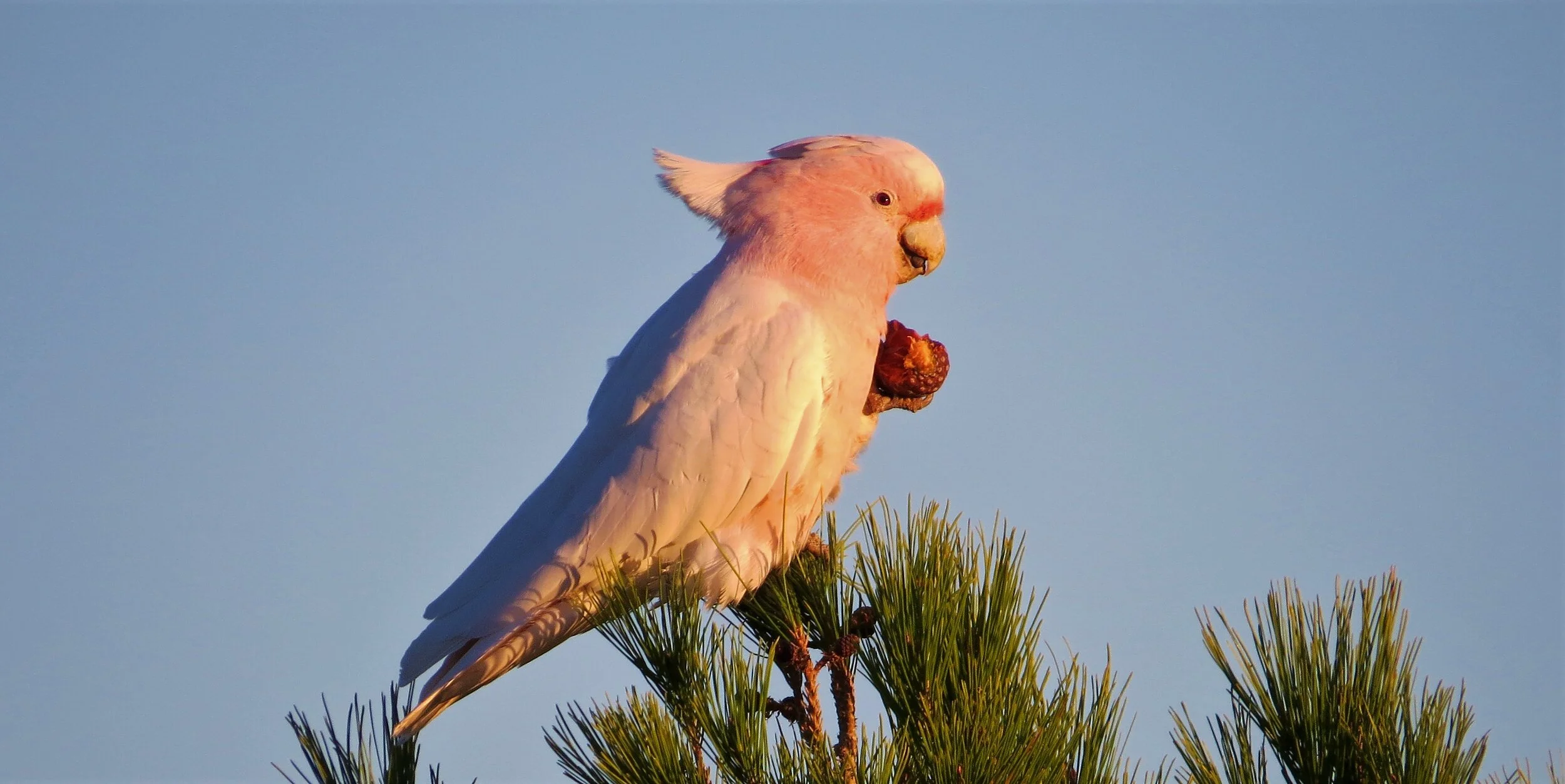 Mallee Adventure - 5 Days — Birding Victoria