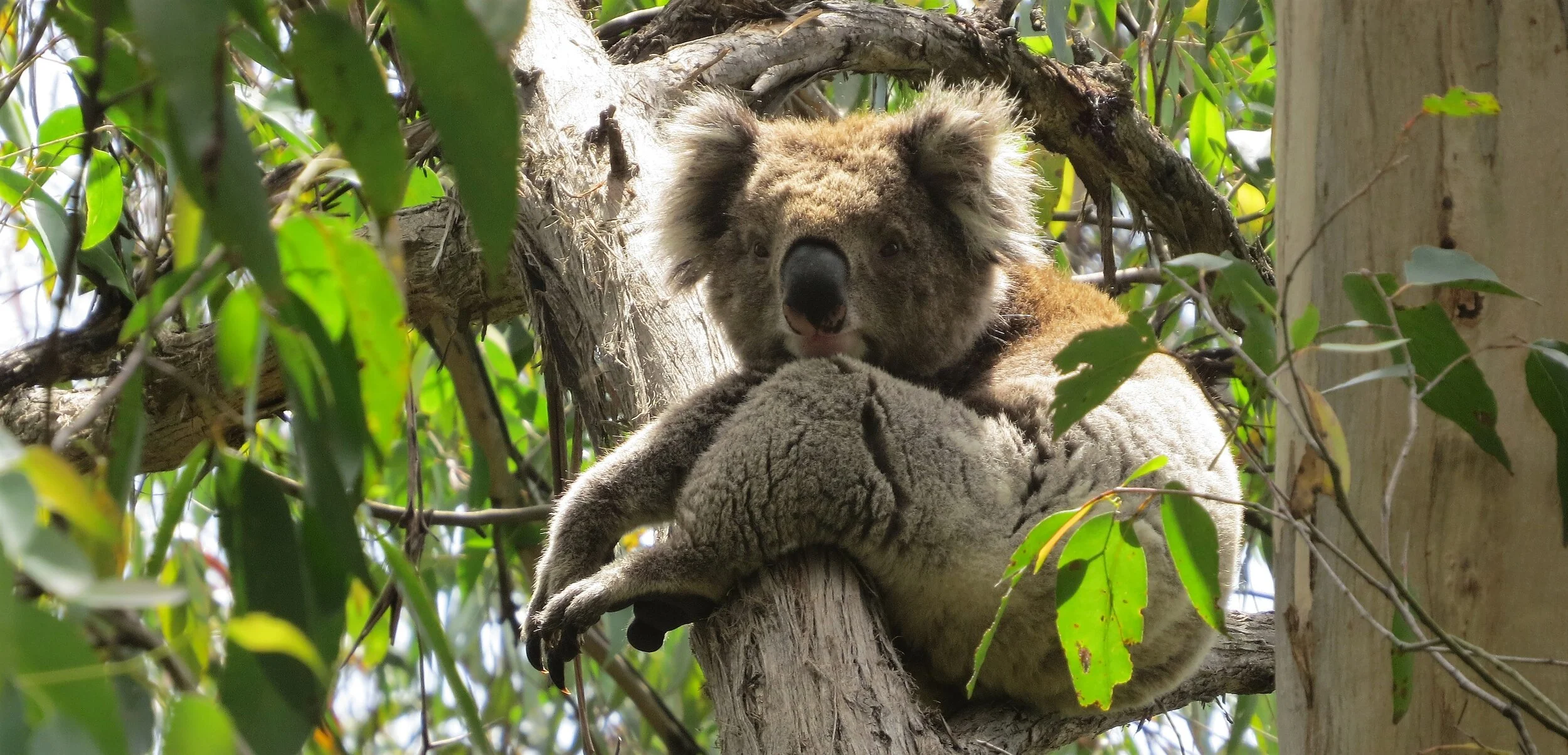 Western Victoria Highlights Tour - 3 Days — Birding Victoria