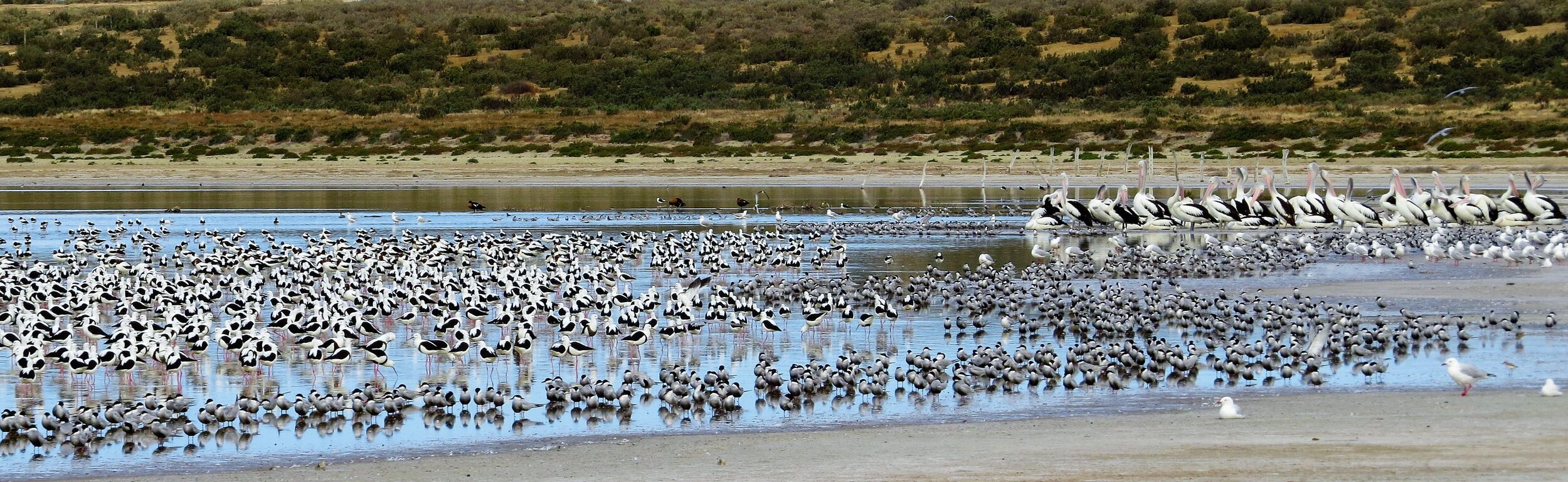 Northern Victoria Highlights Tour - 3 Days — Birding Victoria