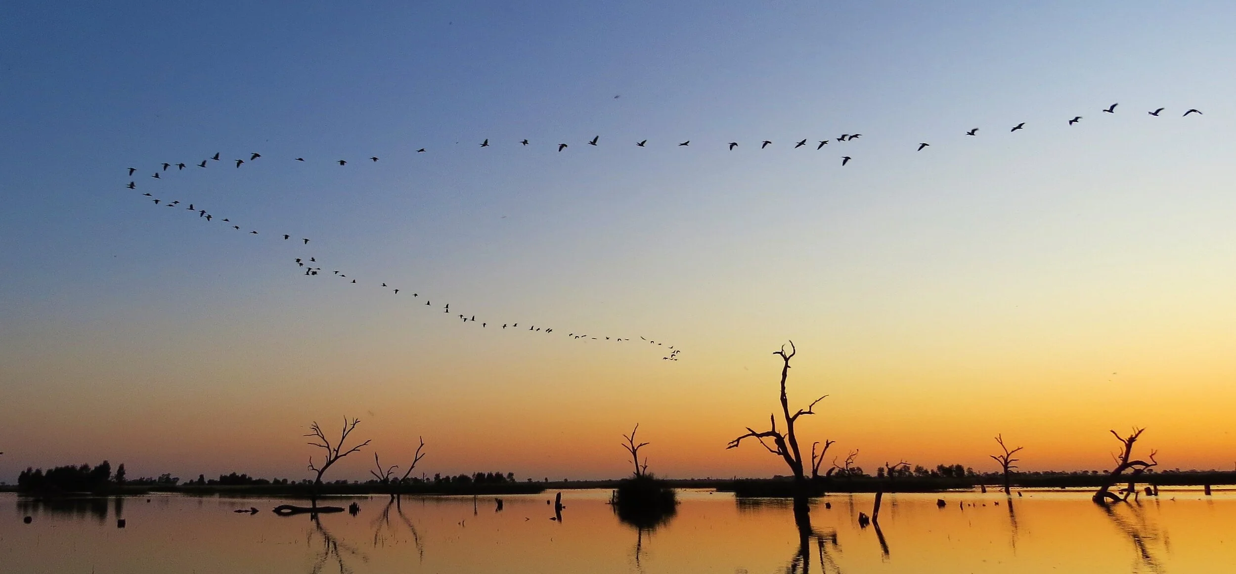 Melbourne AND VICTORIA Birding Tours — Birding Victoria
