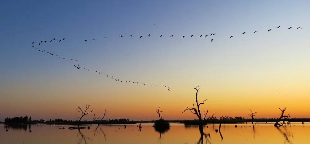 The Riverina — Birding Victoria