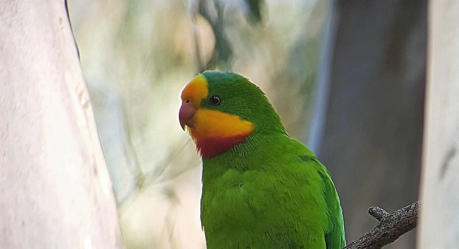 The Riverina — Birding Victoria