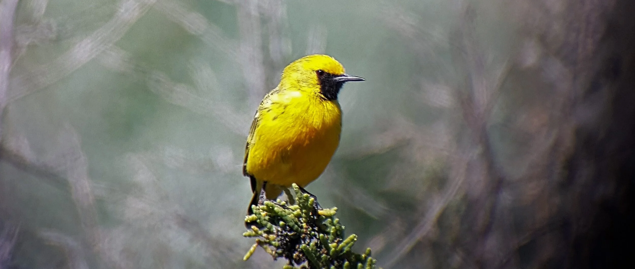 The Riverina — Birding Victoria