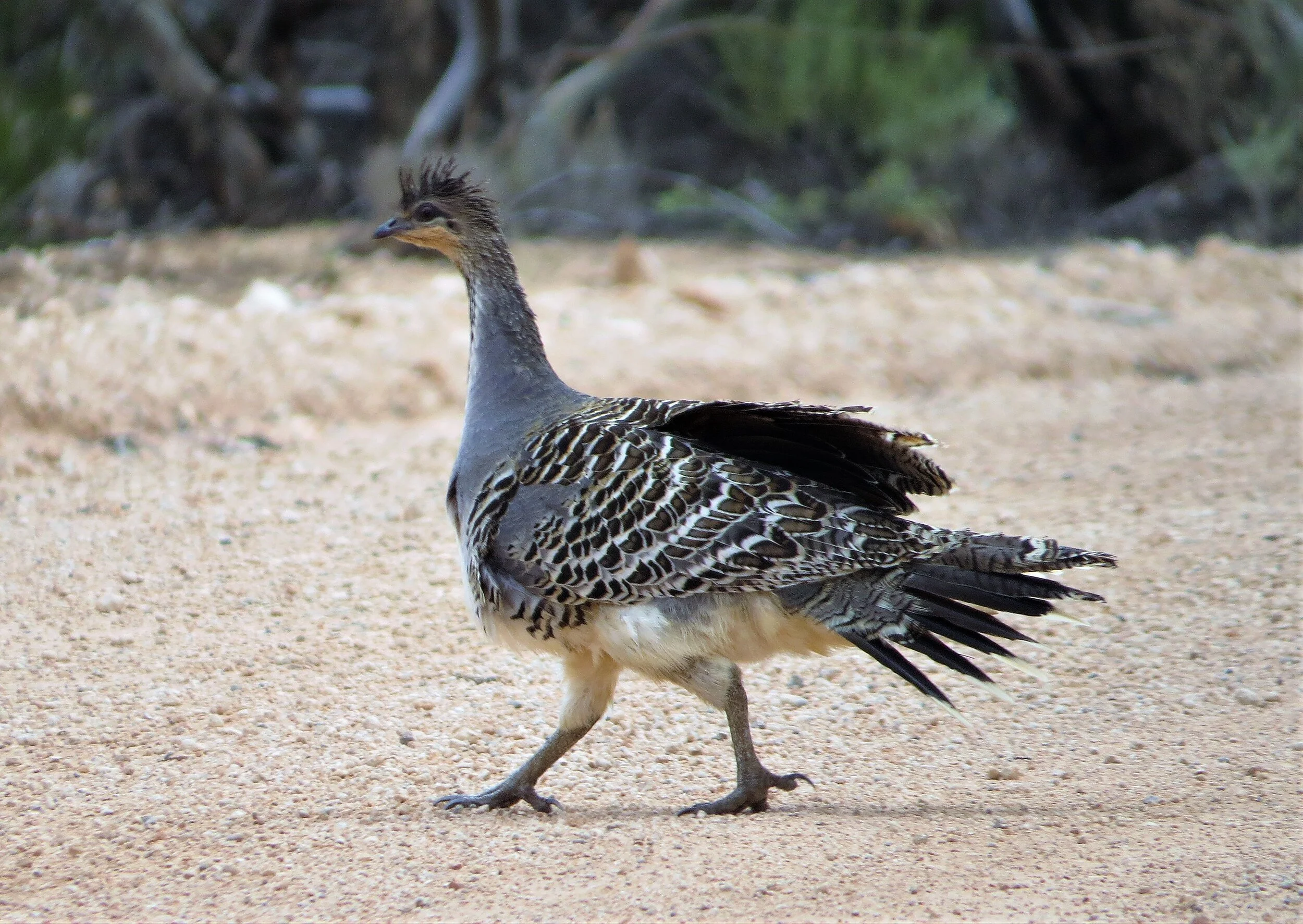 The Mallee, North-West Victoria — Birding Victoria