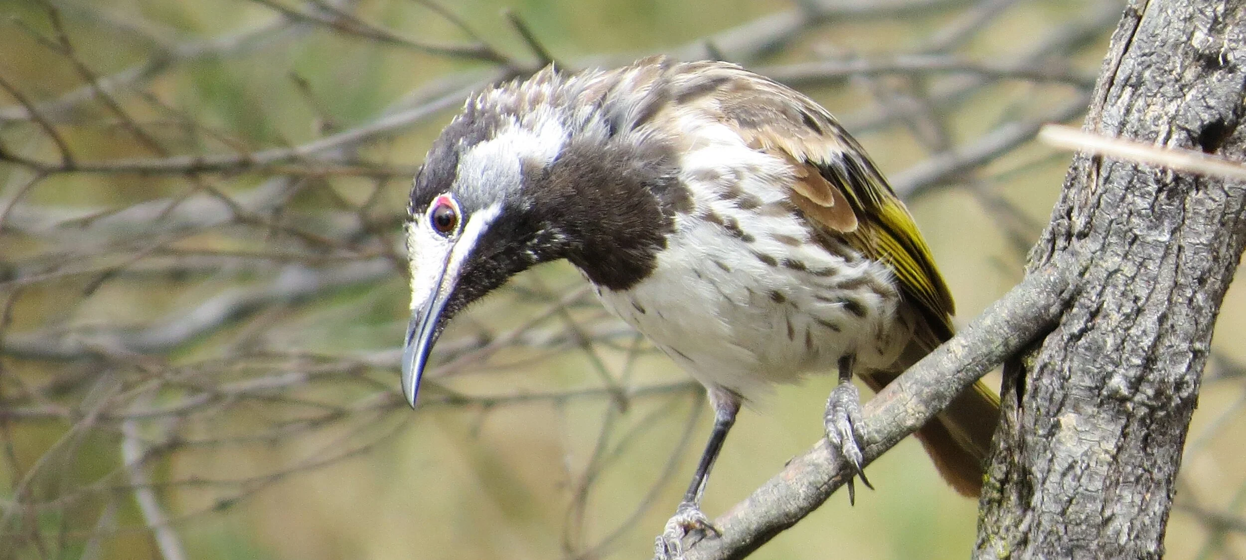 The Mallee, North-West Victoria — Birding Victoria
