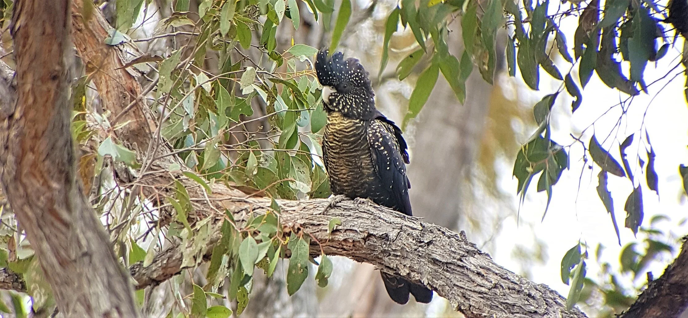 Western Victoria — Birding Victoria