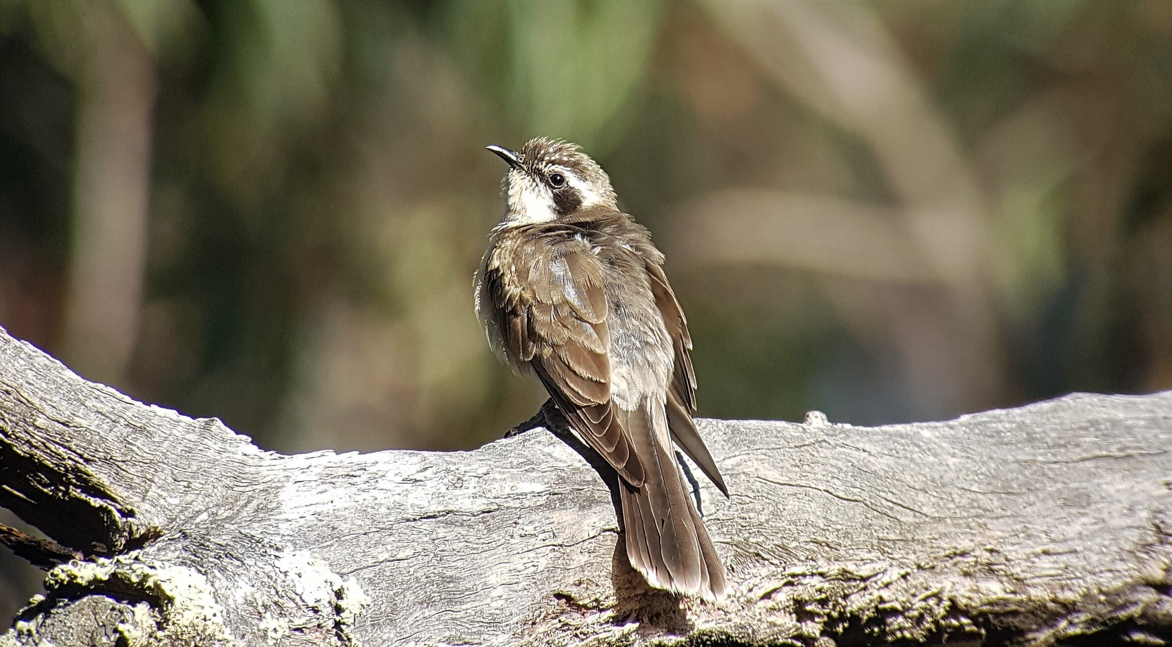 The Inland Slopes -Box-Ironbark country — Birding Victoria