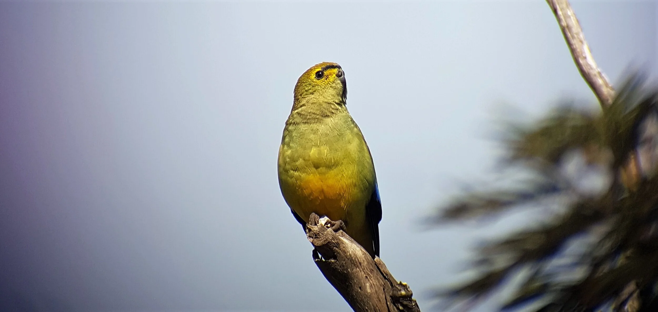 The Mallee, North-West Victoria — Birding Victoria