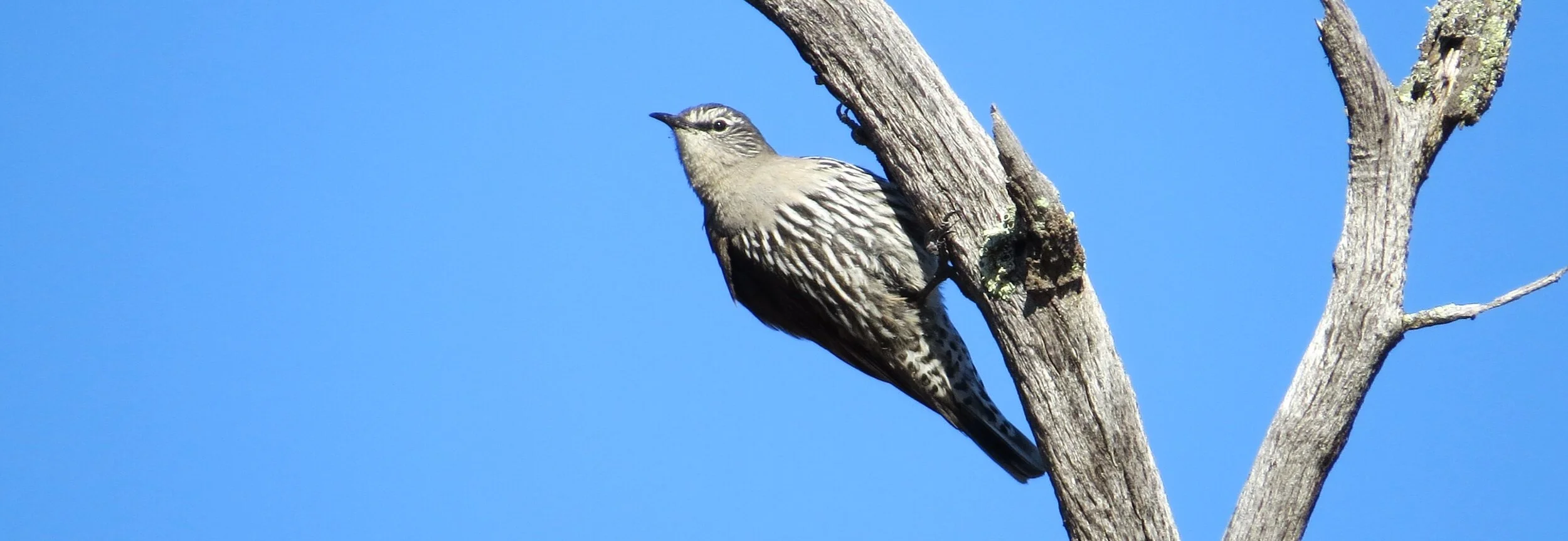 Species Files - Passerines — Birding Victoria