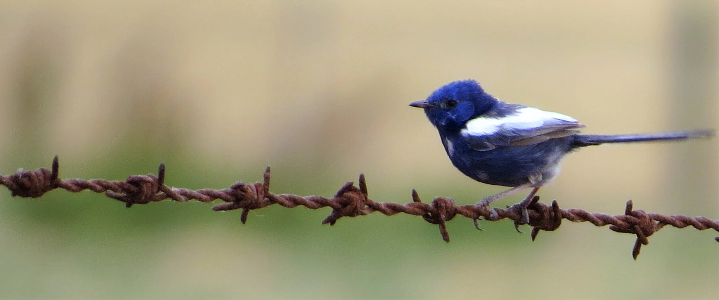 Species Files - Passerines — Birding Victoria