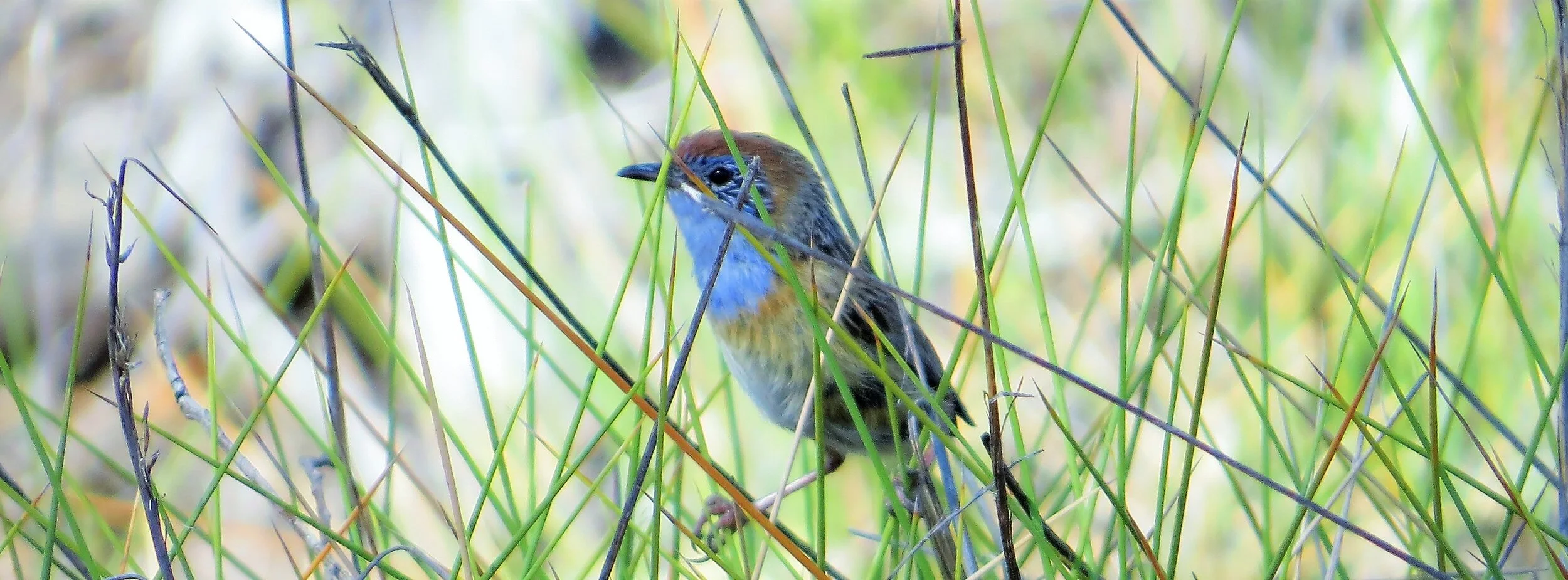 Species Files - Passerines — Birding Victoria