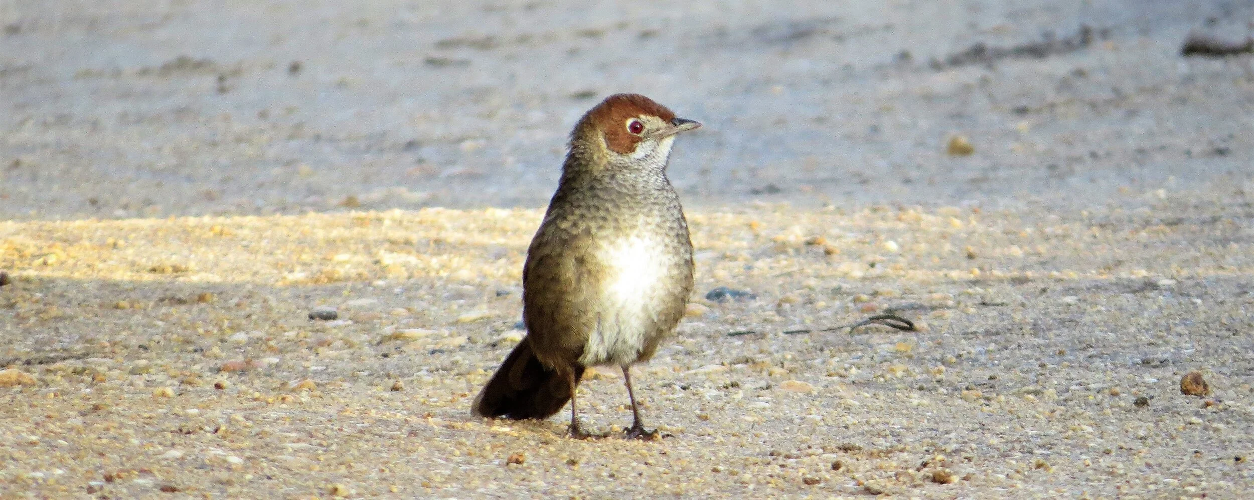 Species Files - Passerines — Birding Victoria