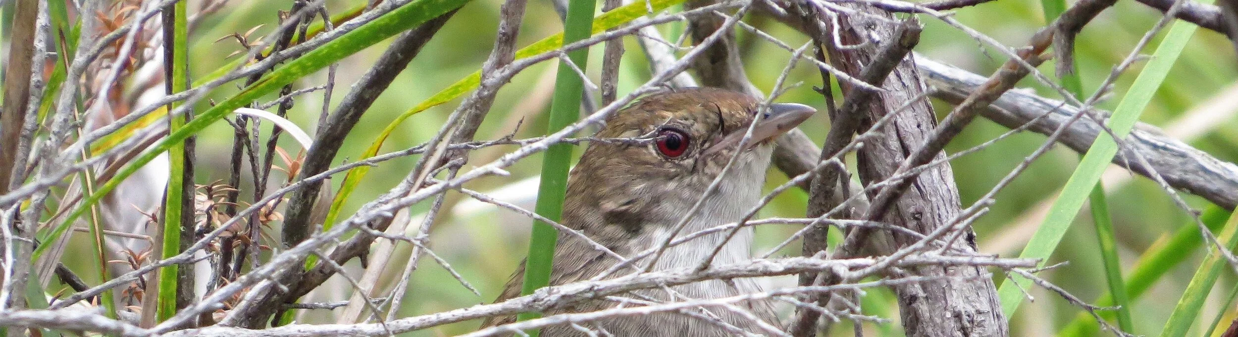 Species Files - Passerines — Birding Victoria