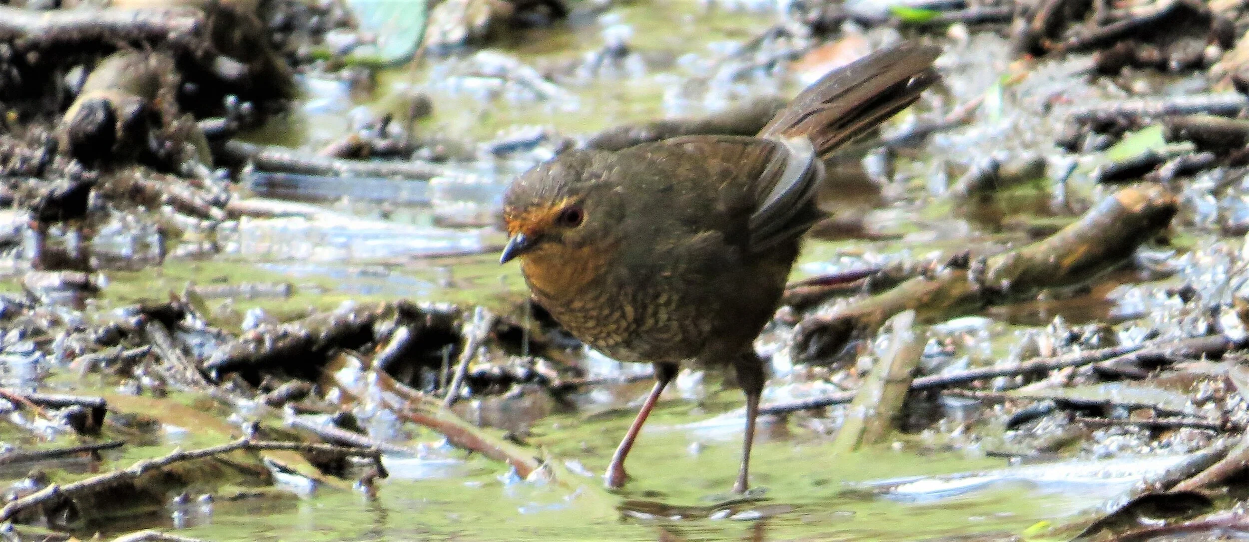 Species Files - Passerines — Birding Victoria