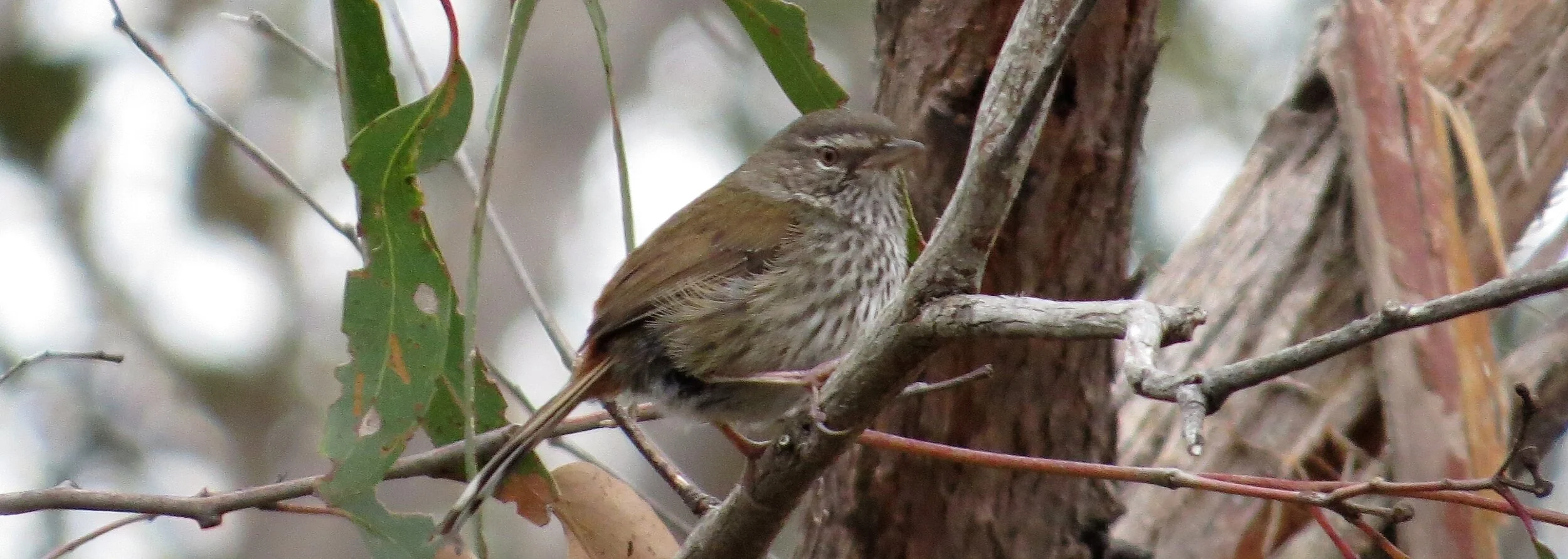 Species Files - Passerines — Birding Victoria