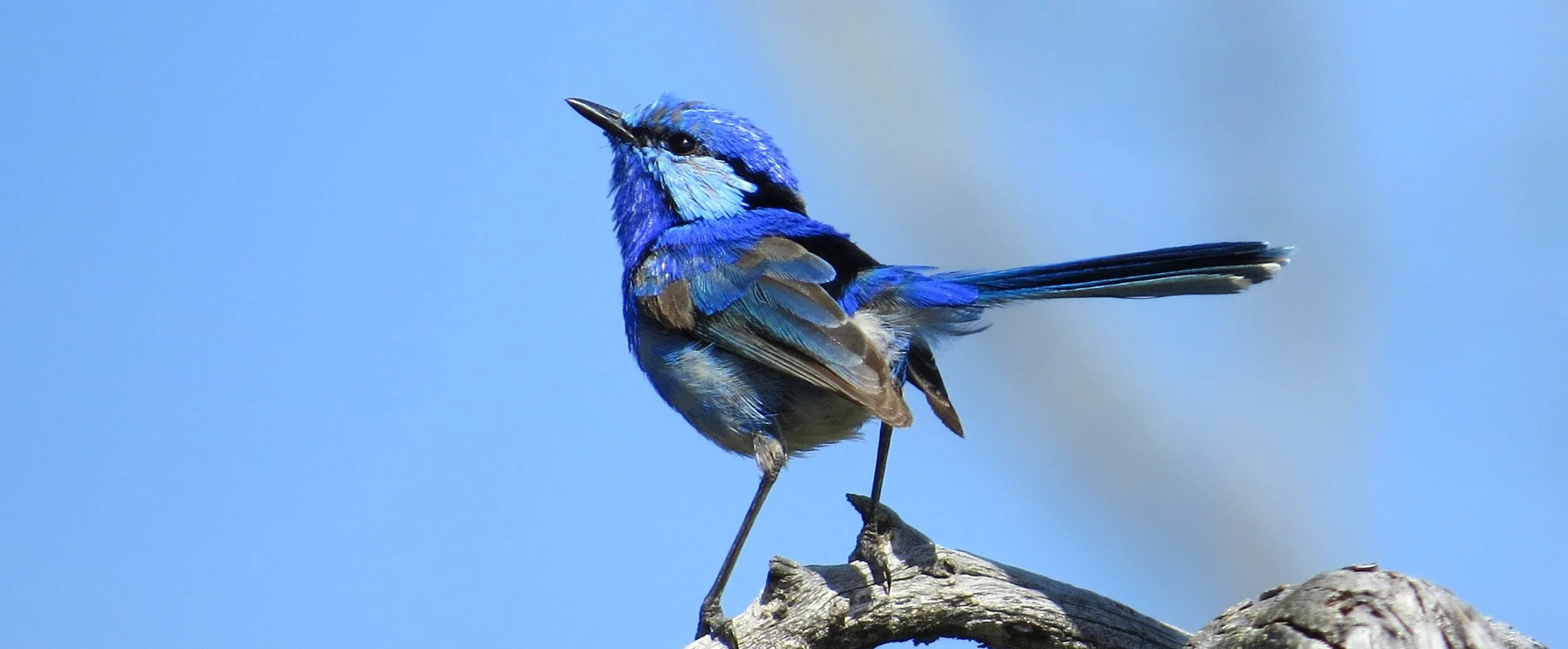 Species Files - Passerines — Birding Victoria
