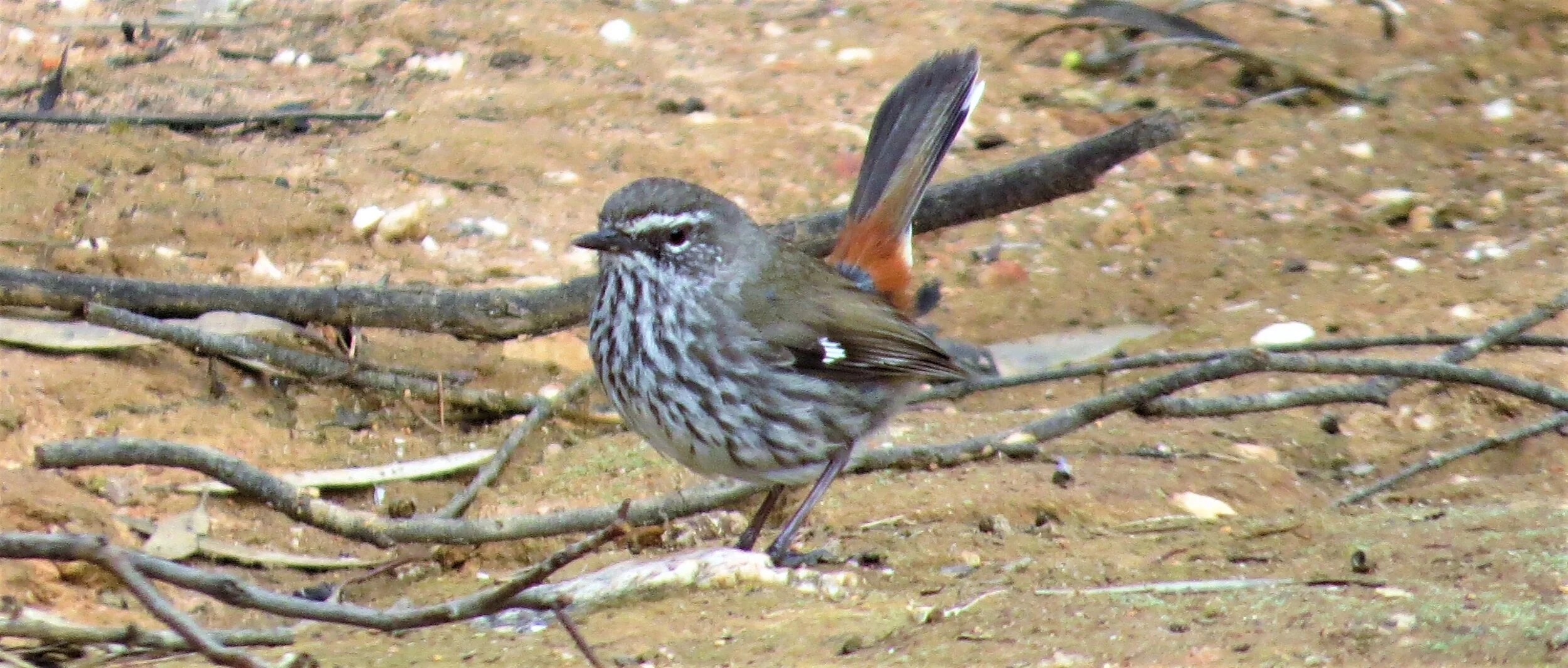 Species Files - Passerines — Birding Victoria