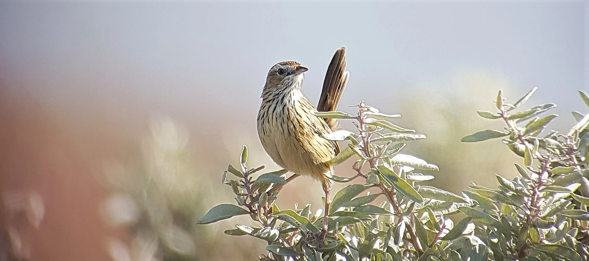 Species Files - Passerines — Birding Victoria