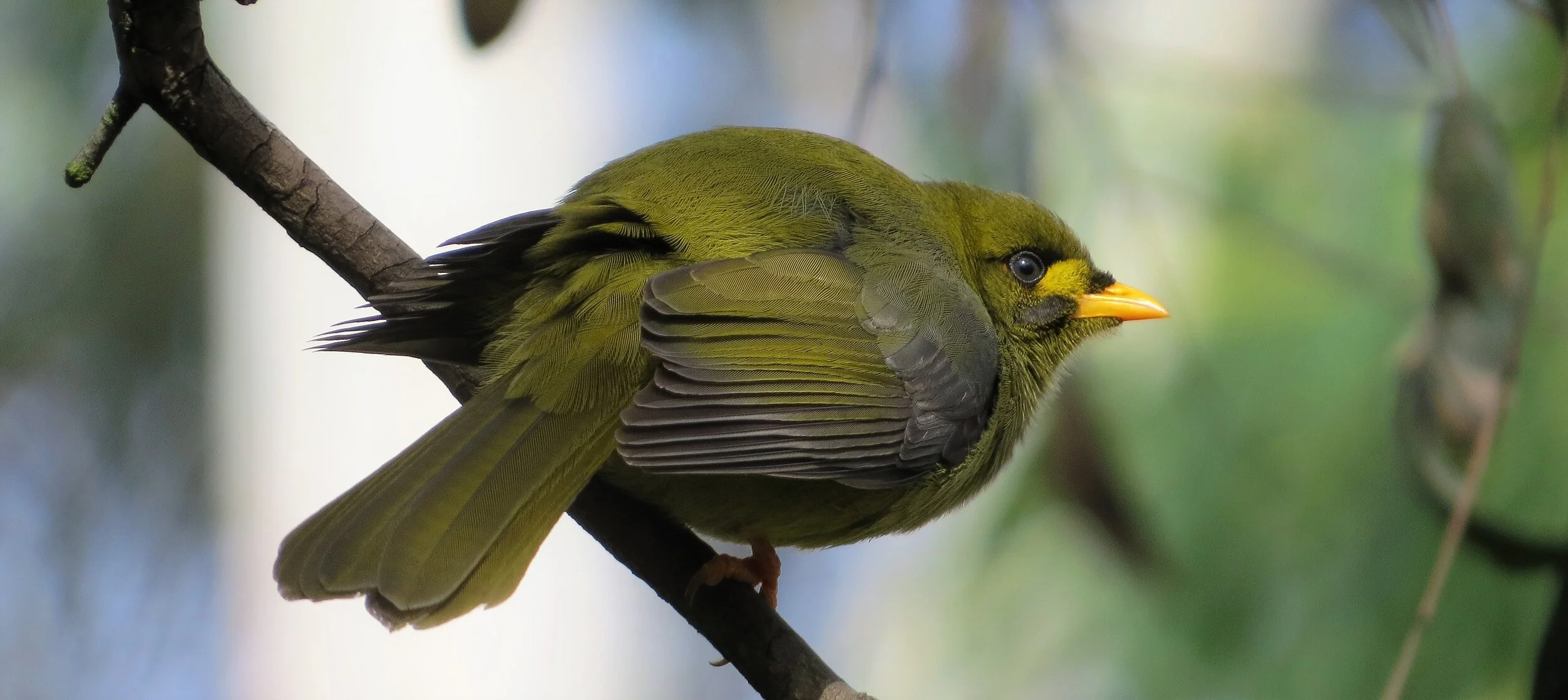 Species Files - Passerines — Birding Victoria