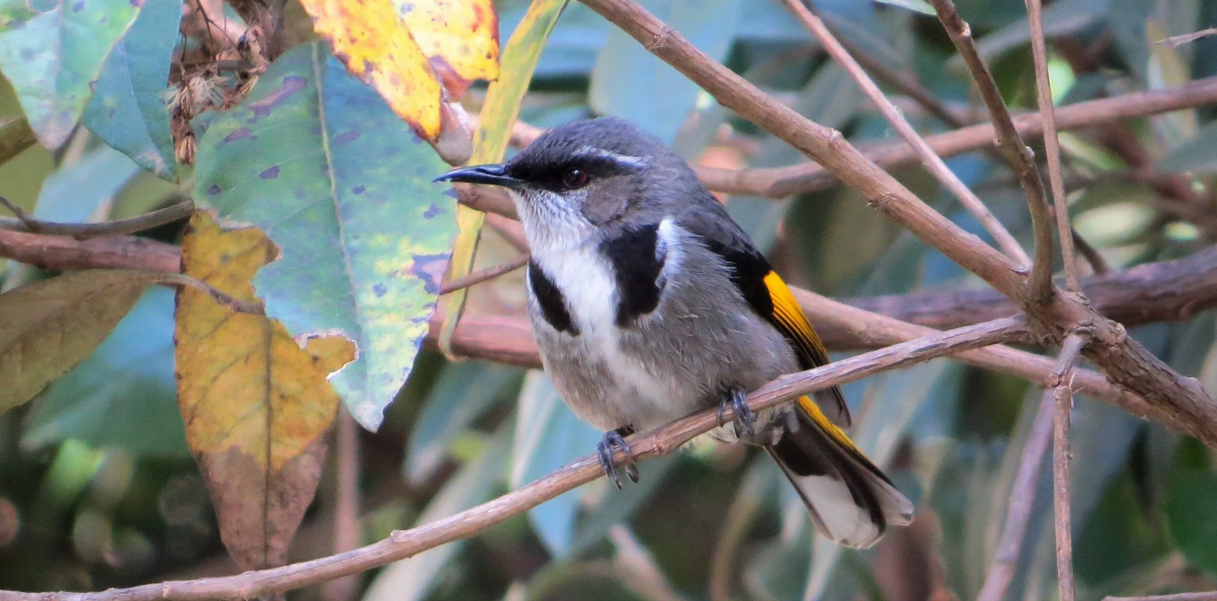 Species Files - Passerines — Birding Victoria