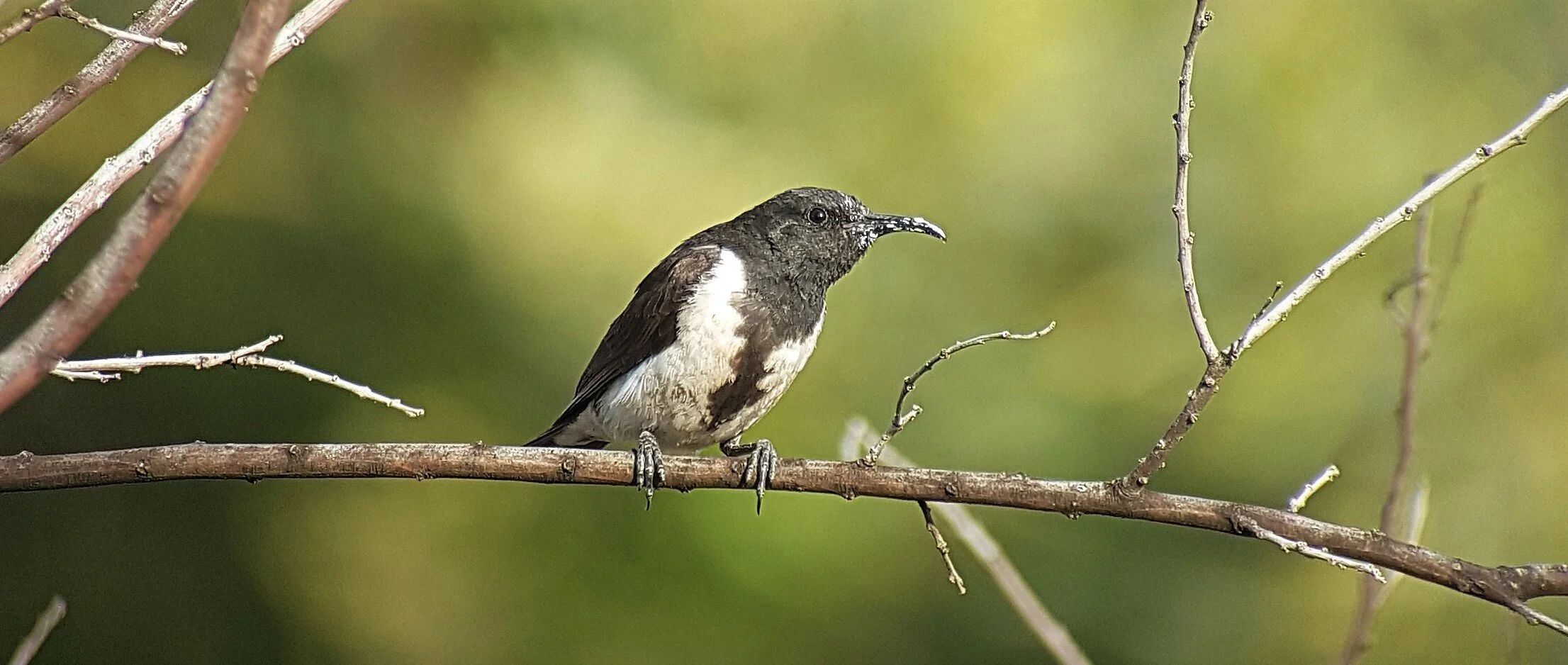 Species Files - Passerines — Birding Victoria