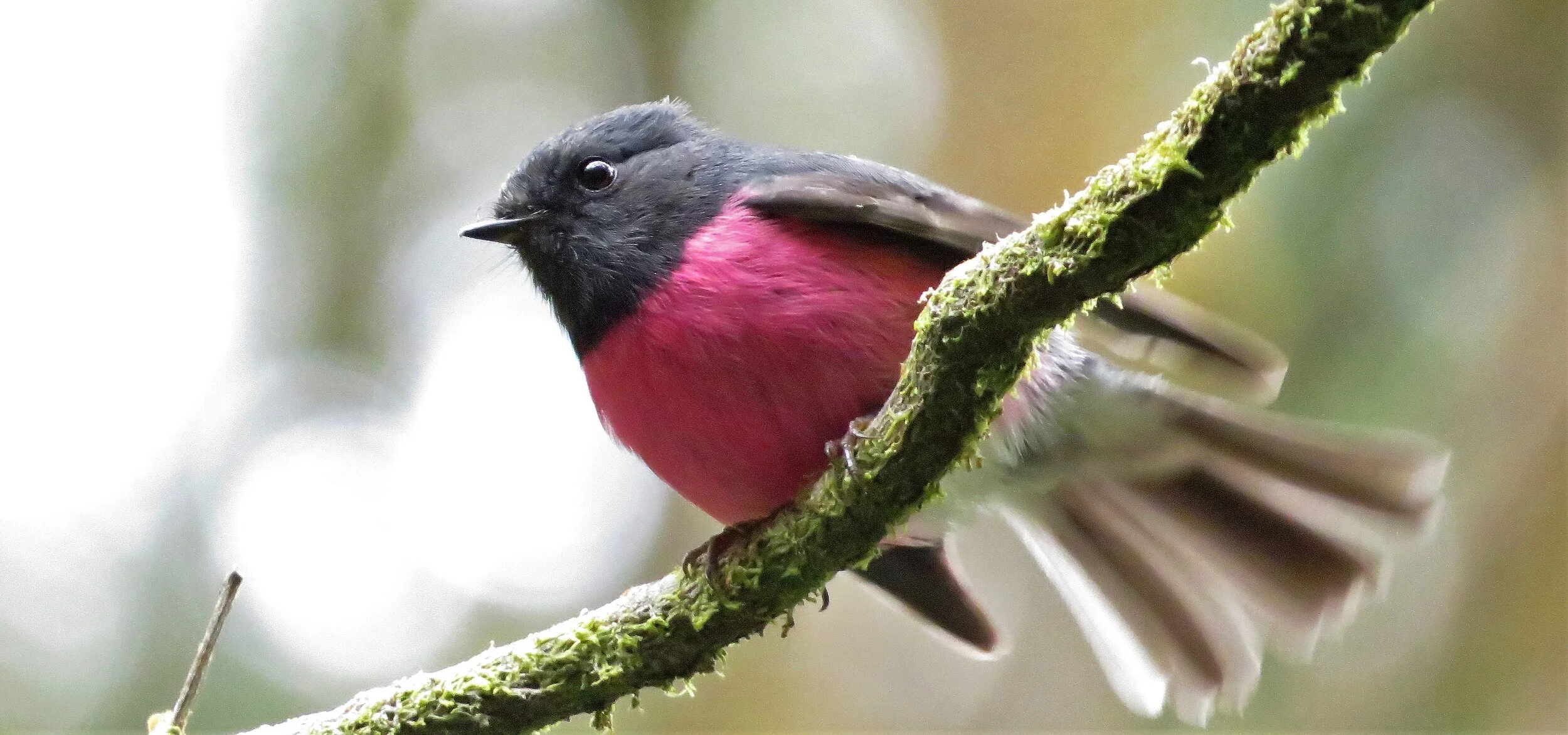 Species Files - Passerines — Birding Victoria