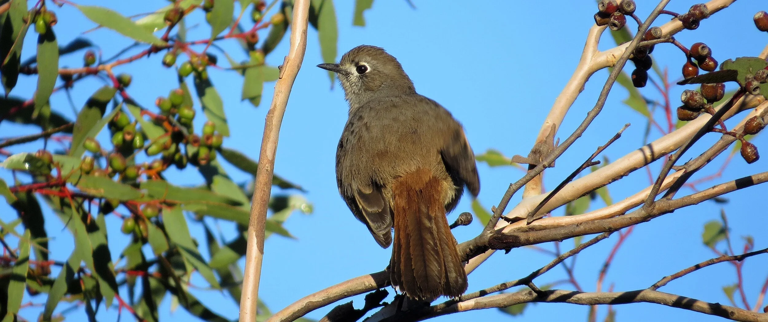 Species Files - Passerines — Birding Victoria