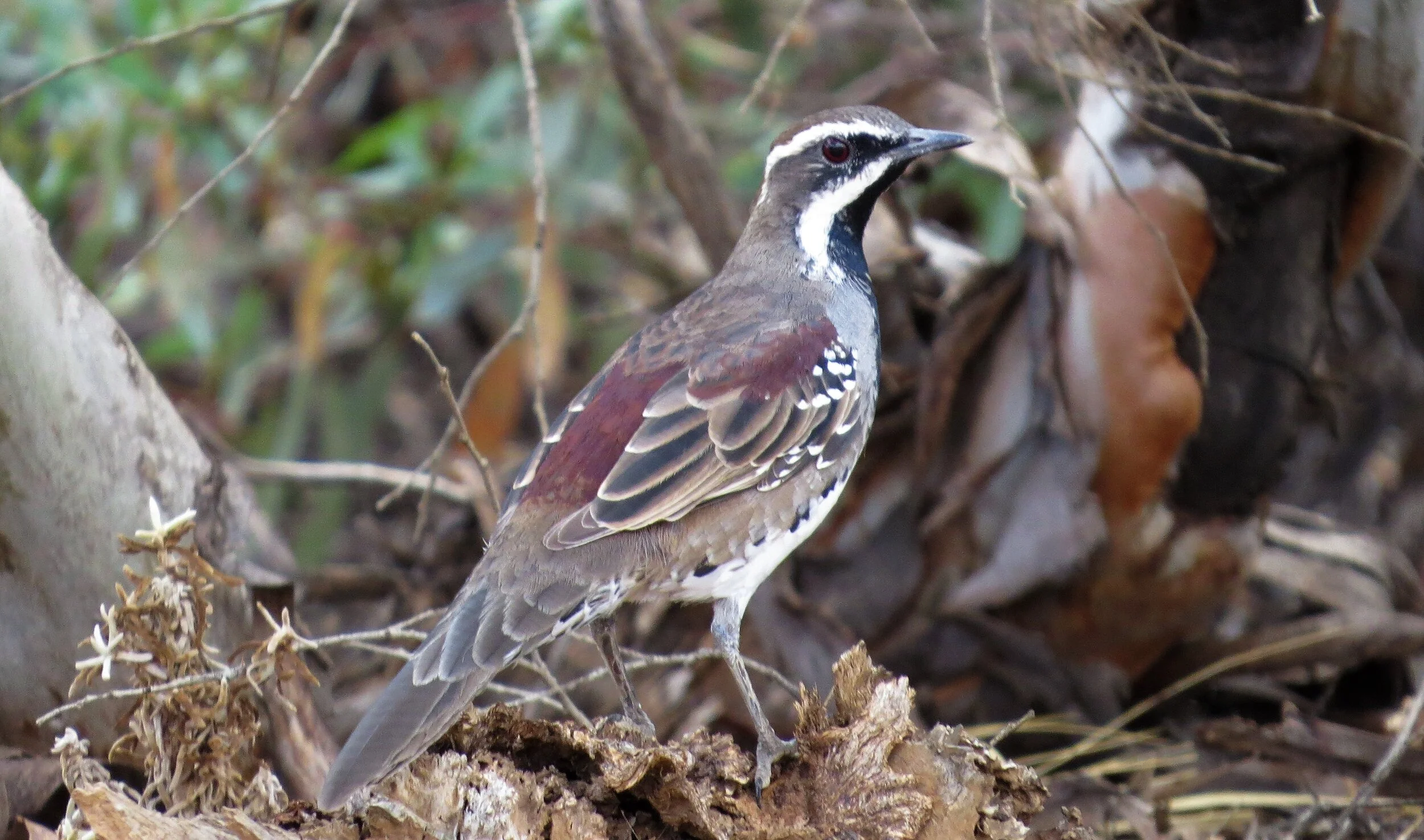 Species Files - Passerines — Birding Victoria