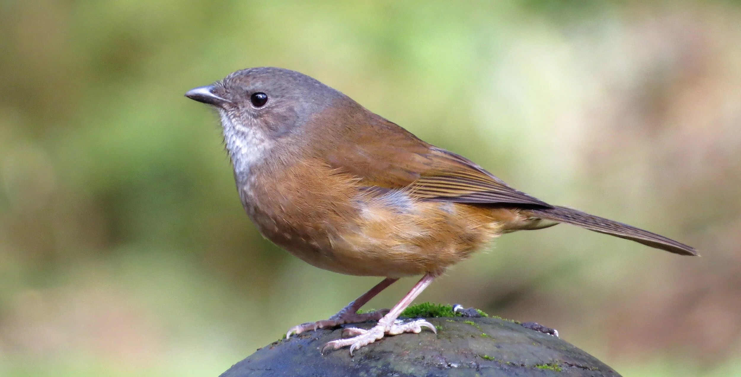Species Files - Passerines — Birding Victoria