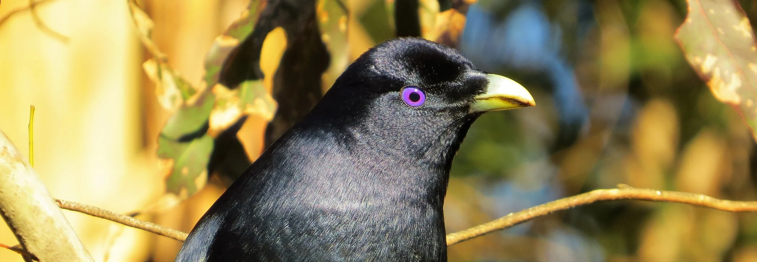 Species Files - Passerines — Birding Victoria