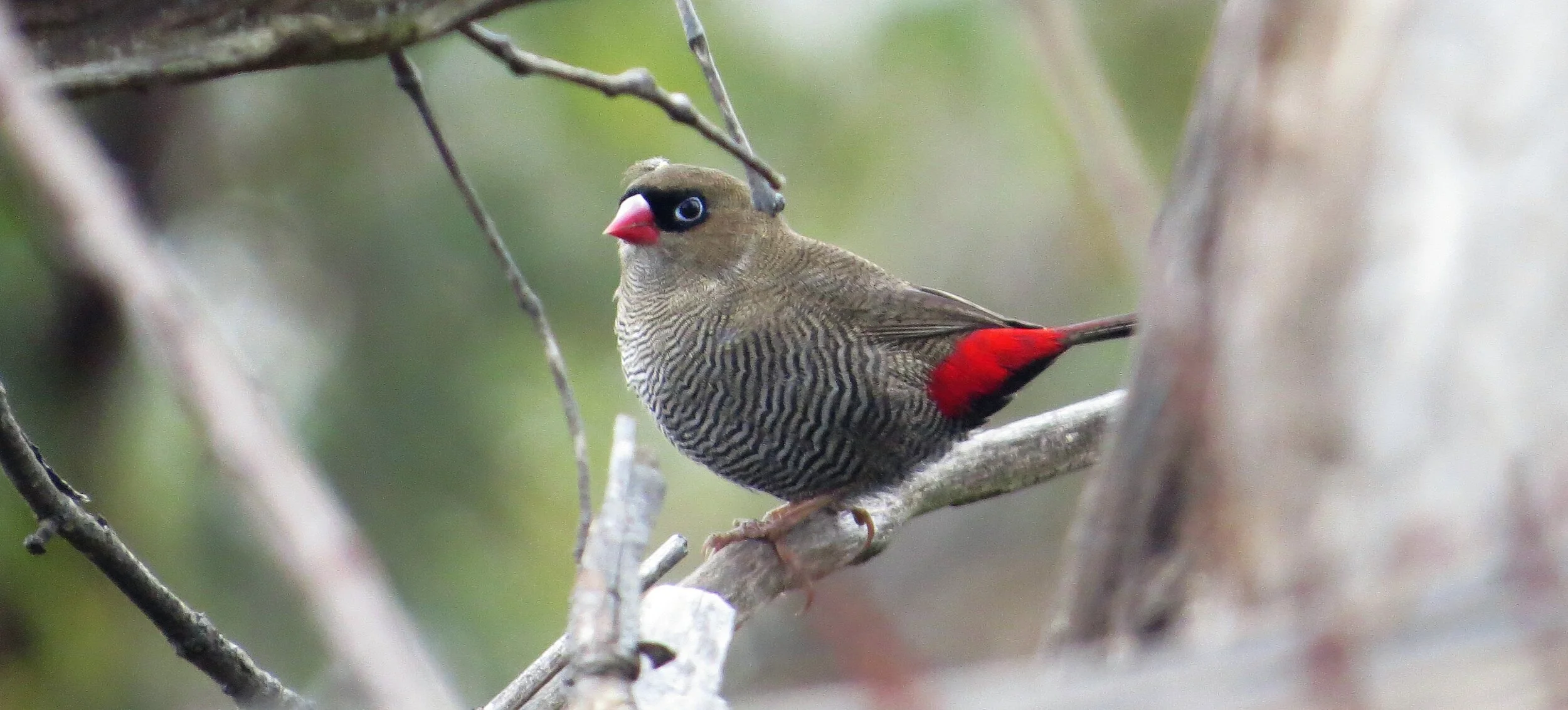 Species Files - Passerines — Birding Victoria