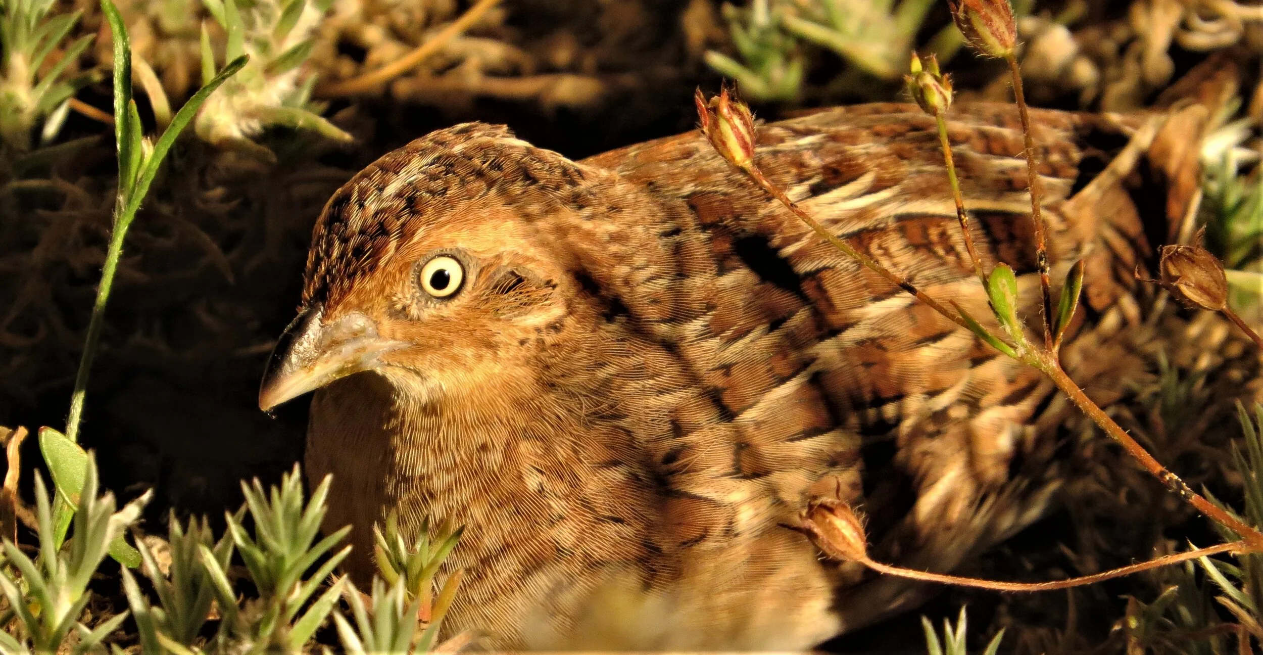 Species Files - Non Passerines — Birding Victoria