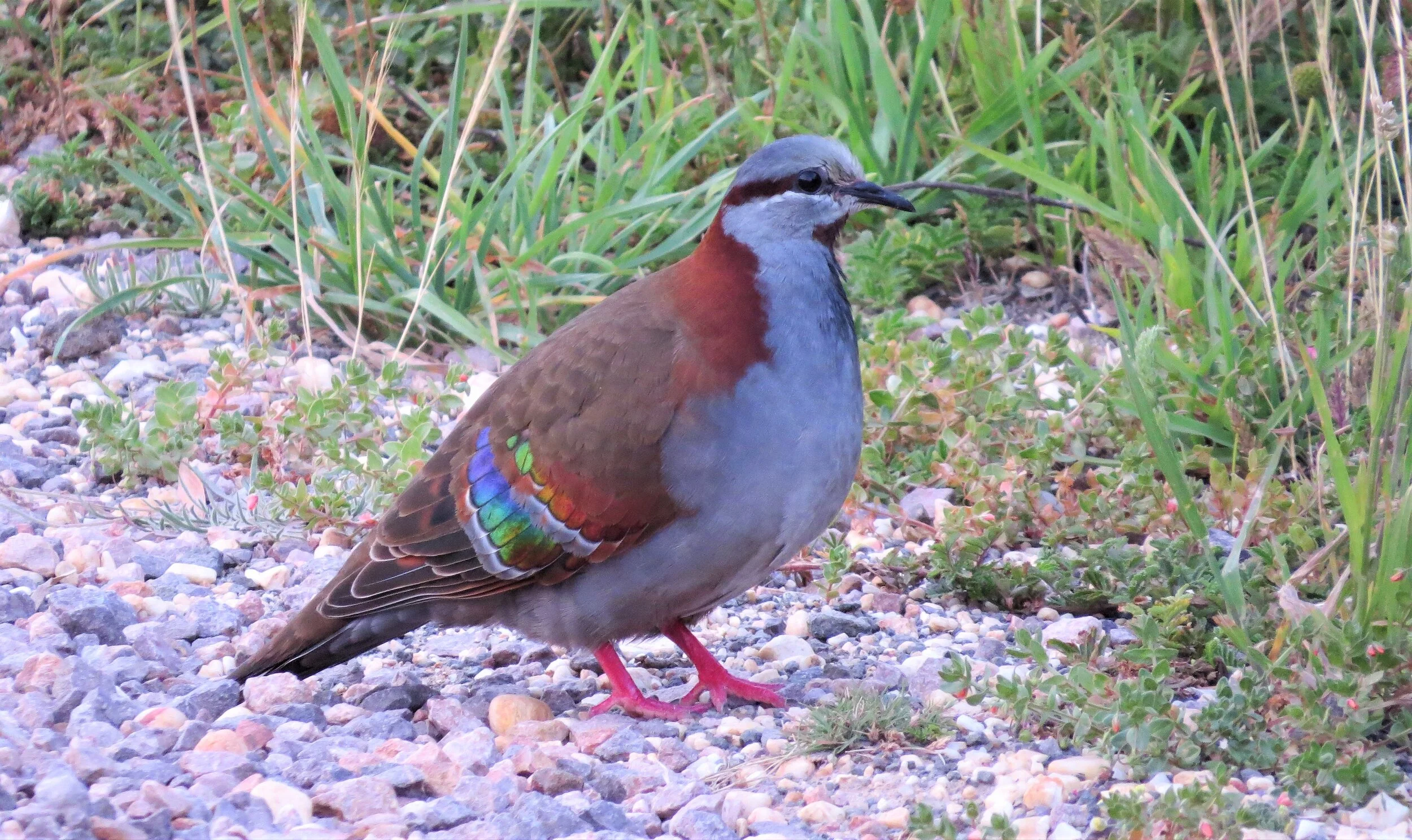 Species Files - Non Passerines — Birding Victoria
