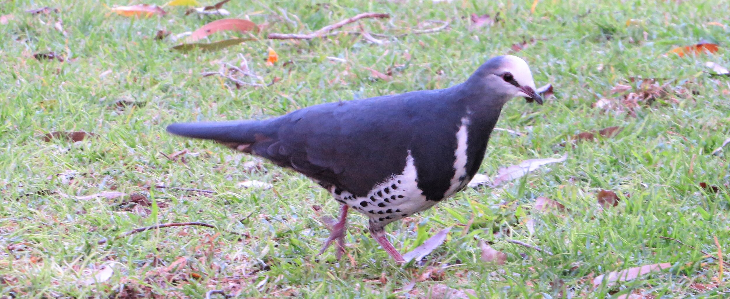 Species Files - Non Passerines — Birding Victoria