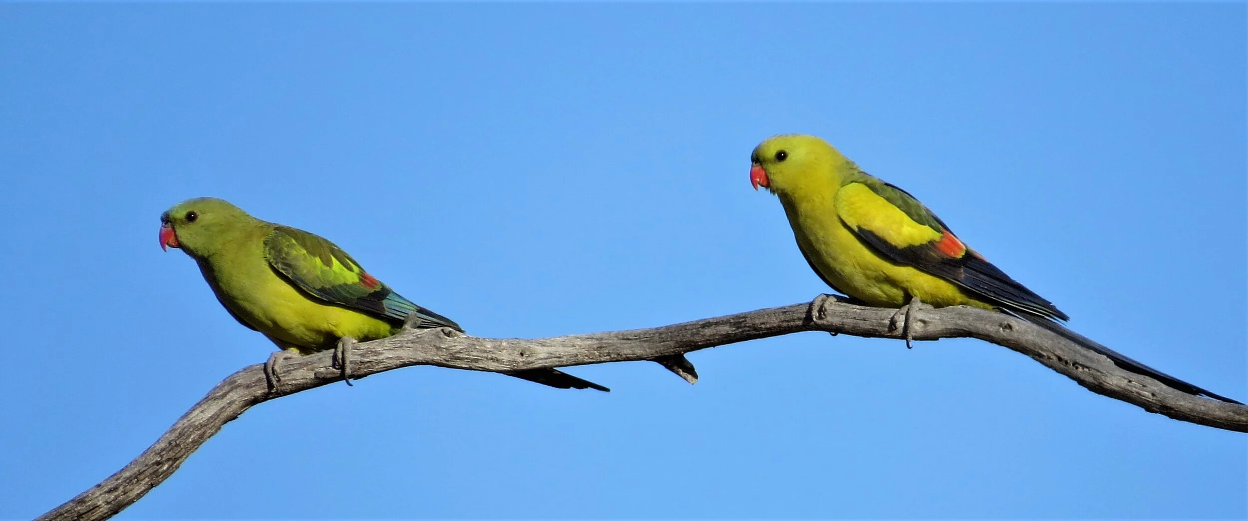 Species Files - Non Passerines — Birding Victoria