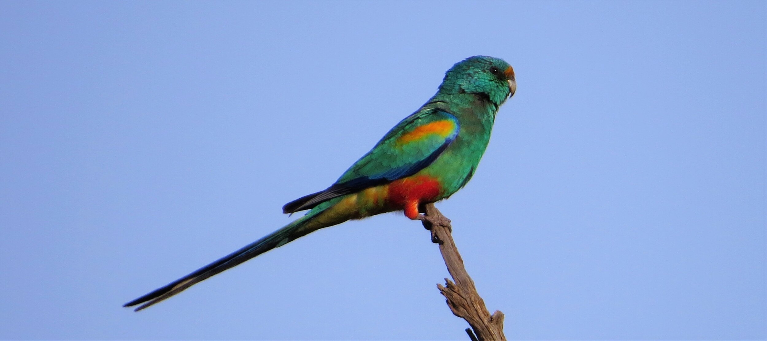 Species Files - Non Passerines — Birding Victoria