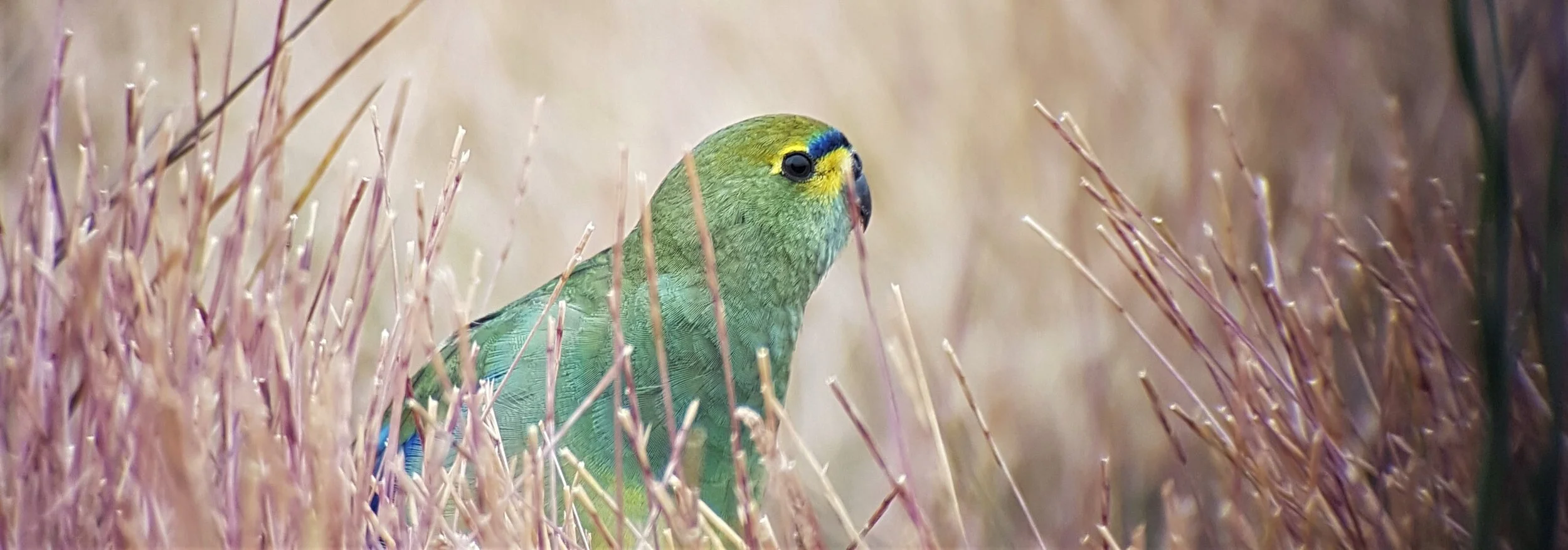 Species Files - Non Passerines — Birding Victoria