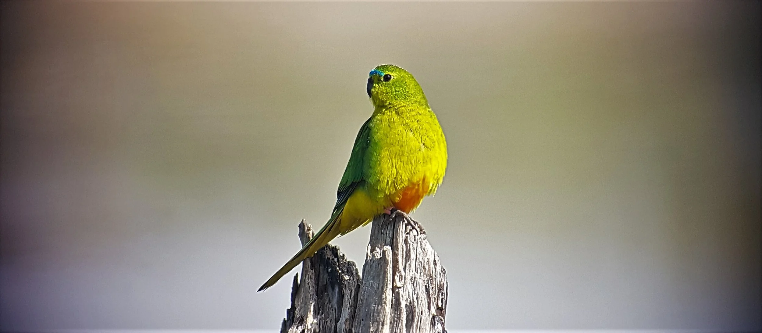 Species Files - Non Passerines — Birding Victoria