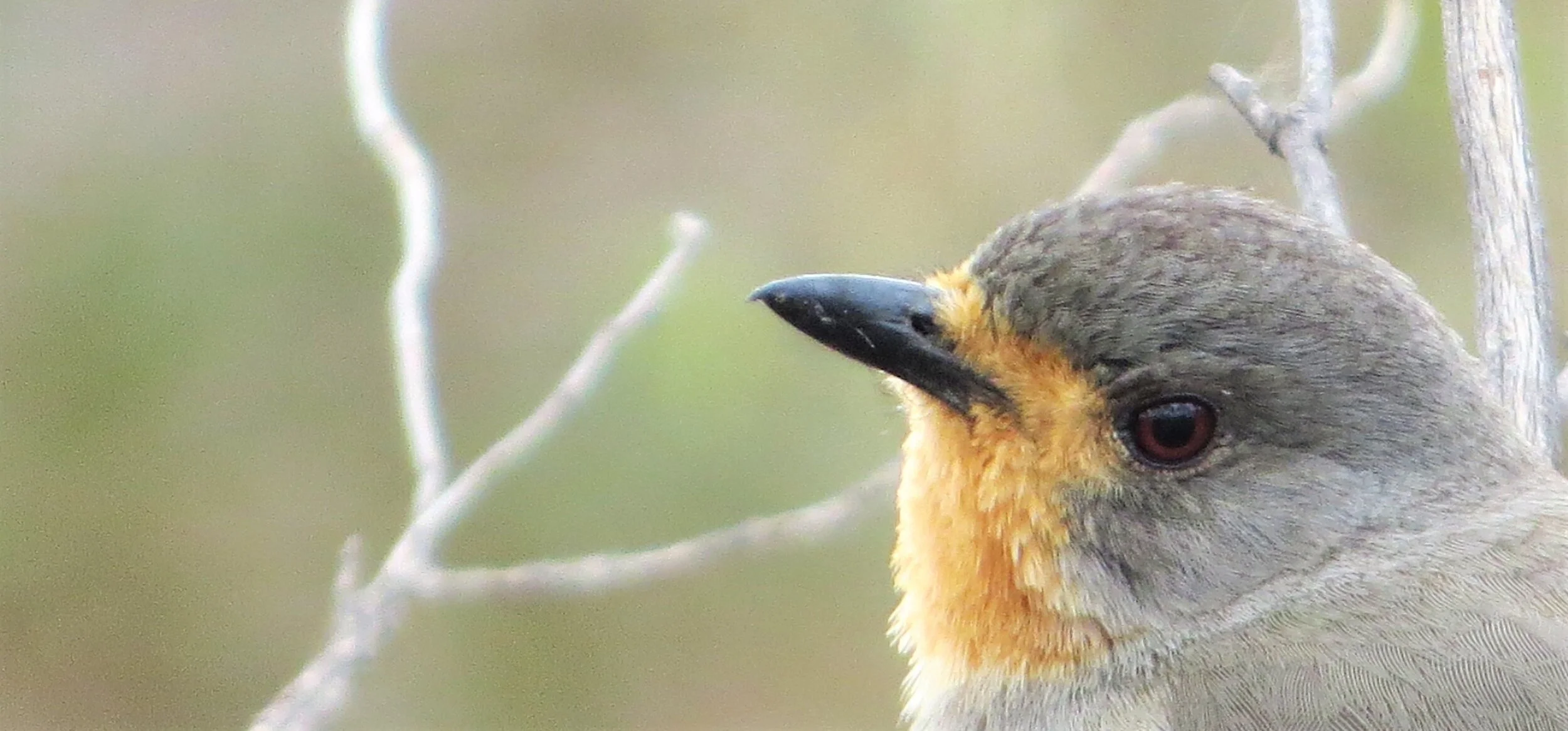Species Notes — Birding Victoria